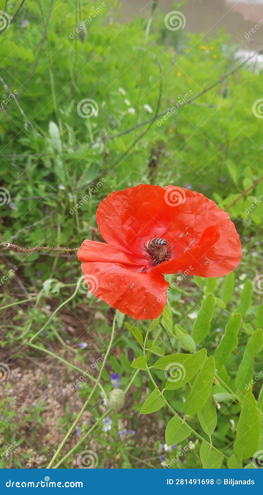 Red corn roses stock photo. Image of natural, inflorescence - 281491698
