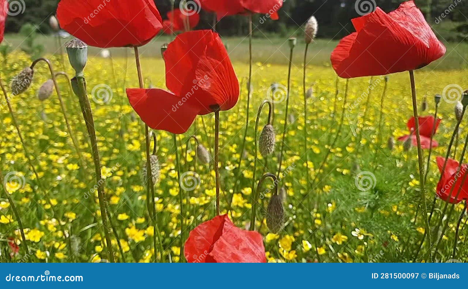 Red corn roses stock video. Video of color, common, papaver - 281500097