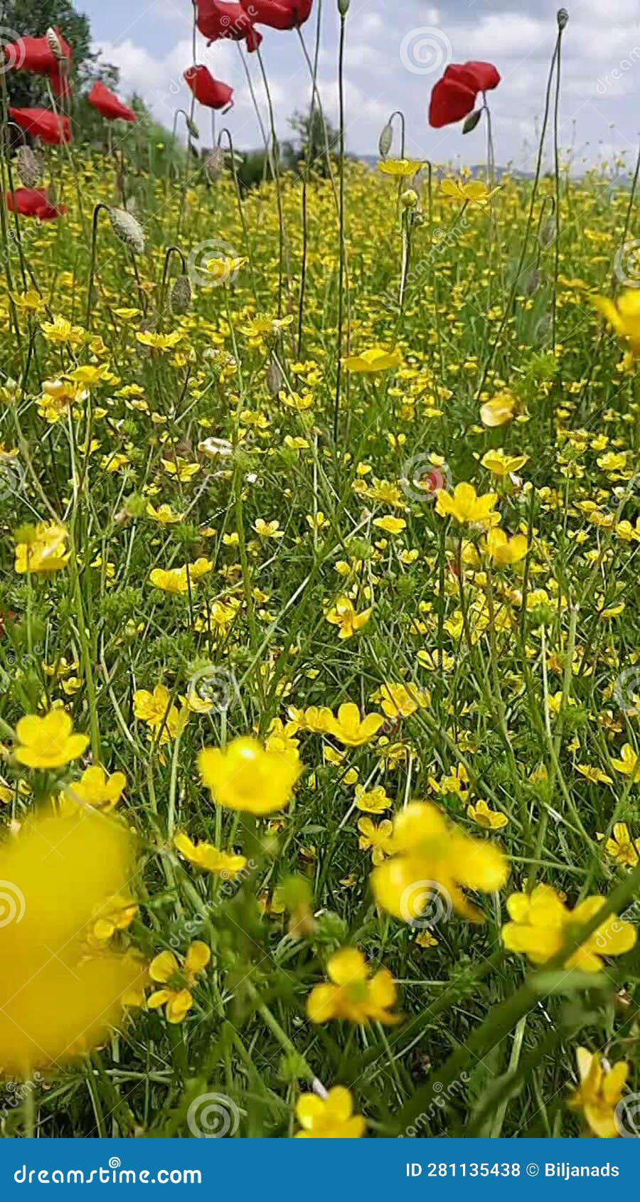 Poppies landscape stock footage. Video of colorful, flower - 281135438