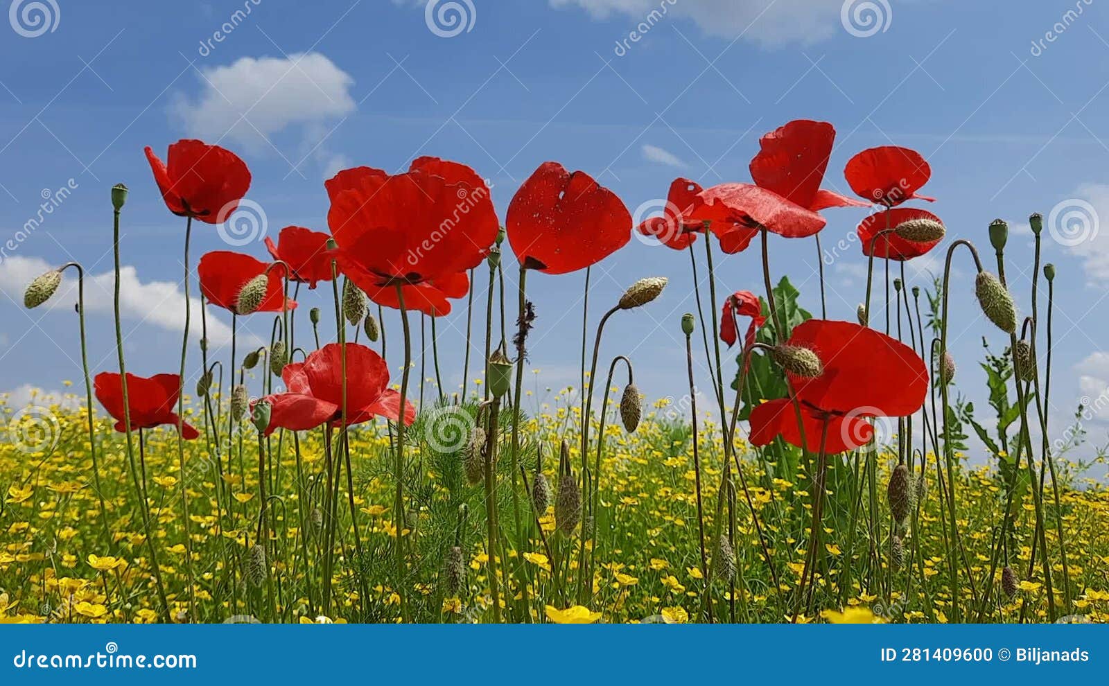 Red corn roses stock footage. Video of nature, corn - 281409600