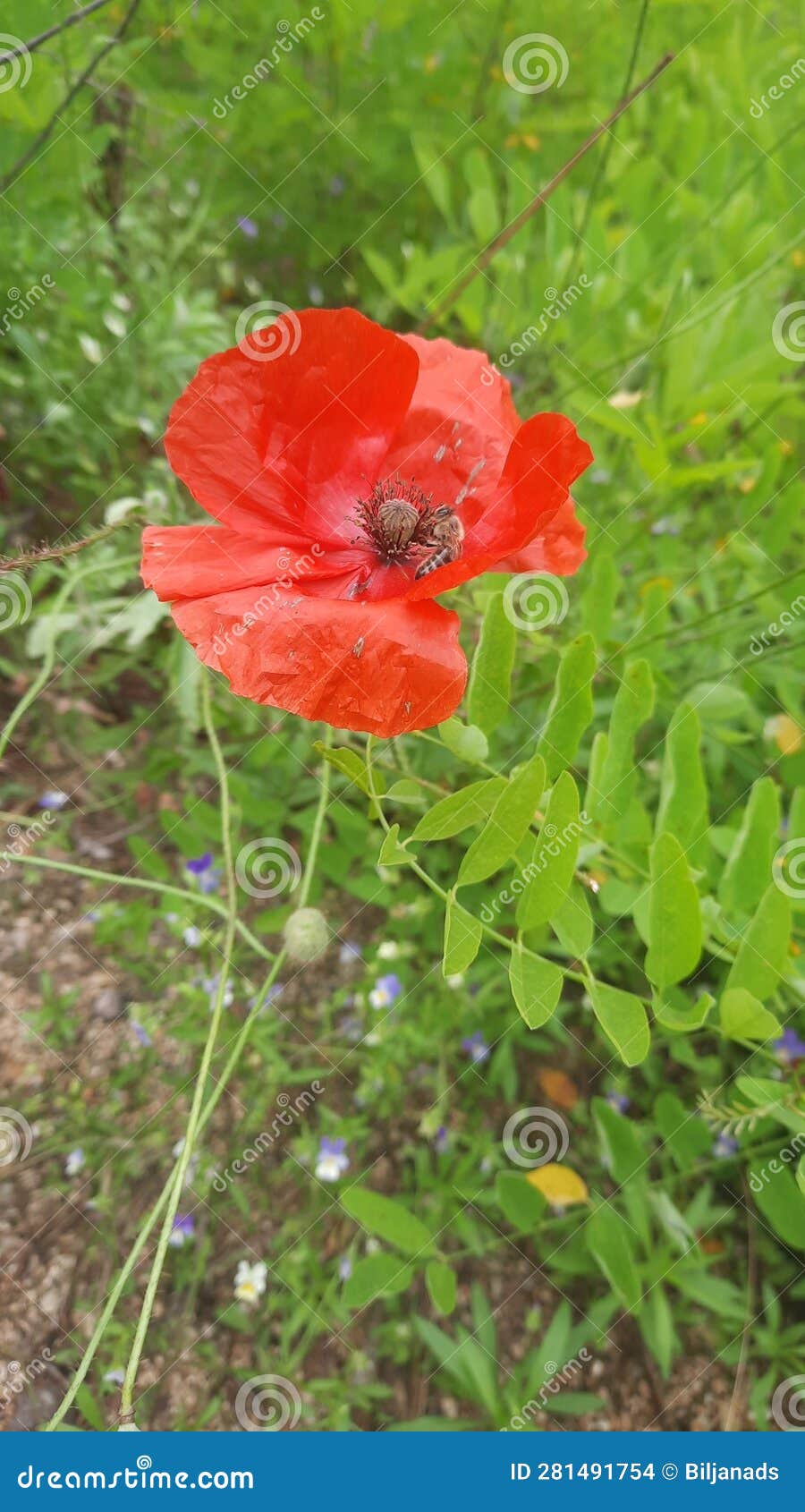 Red corn roses stock photo. Image of blooming, common - 281491754