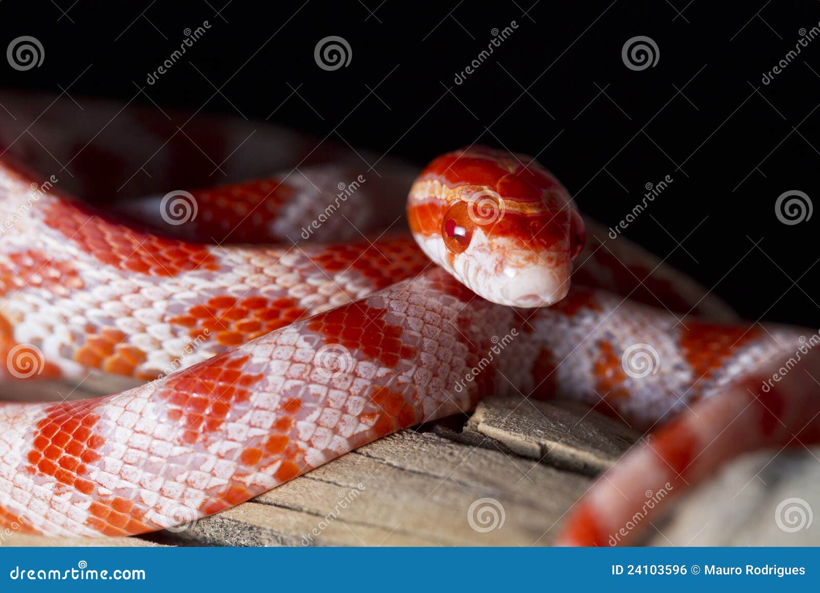 Red corn snake stock photo. Image of constrictor, vertebrate - 24103596