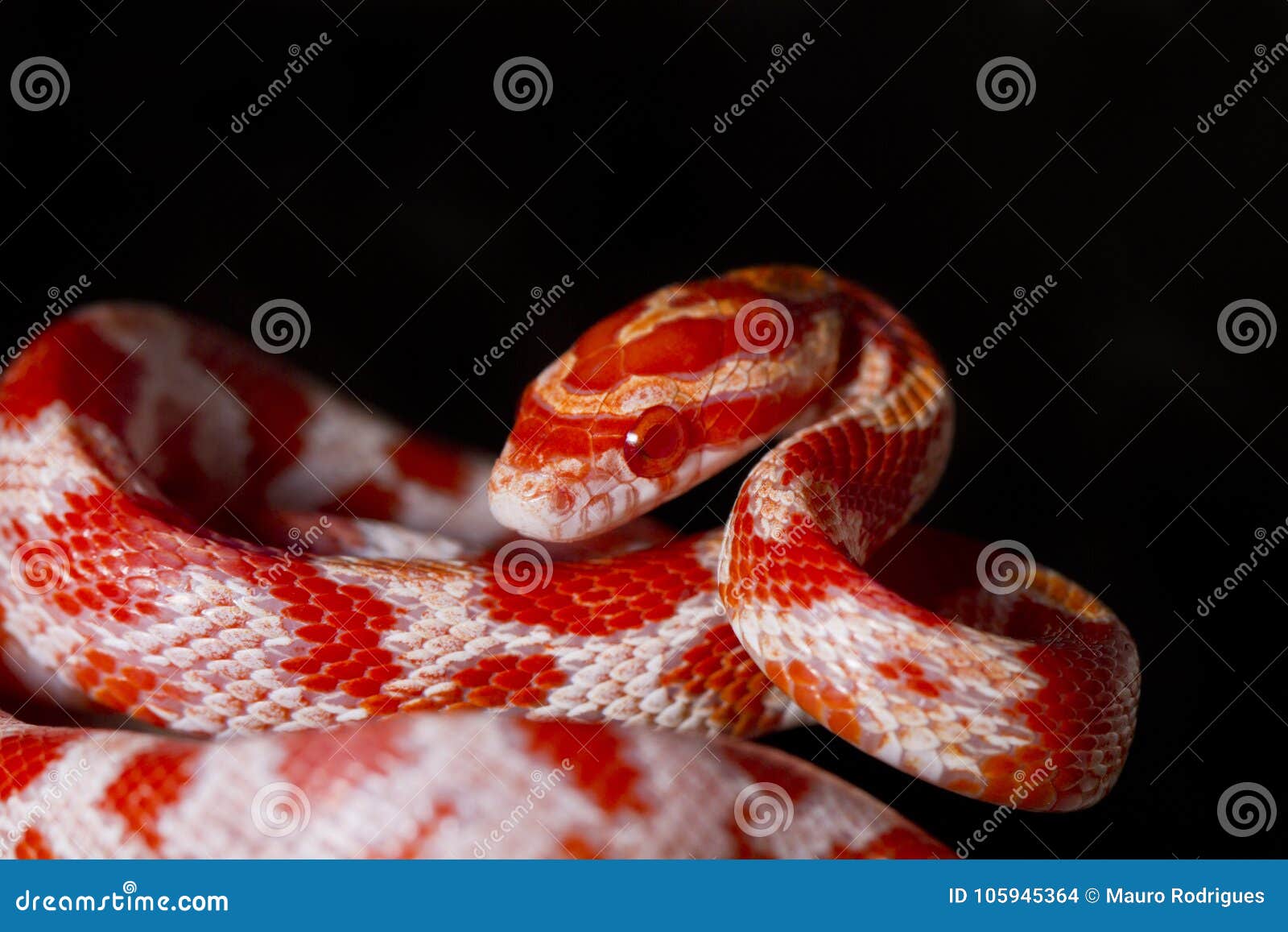 Red corn snake stock photo. Image of serpentine, eyes - 105945364