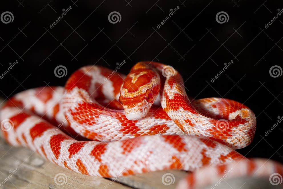 Red corn snake stock photo. Image of orange, snake, reptile - 105946538