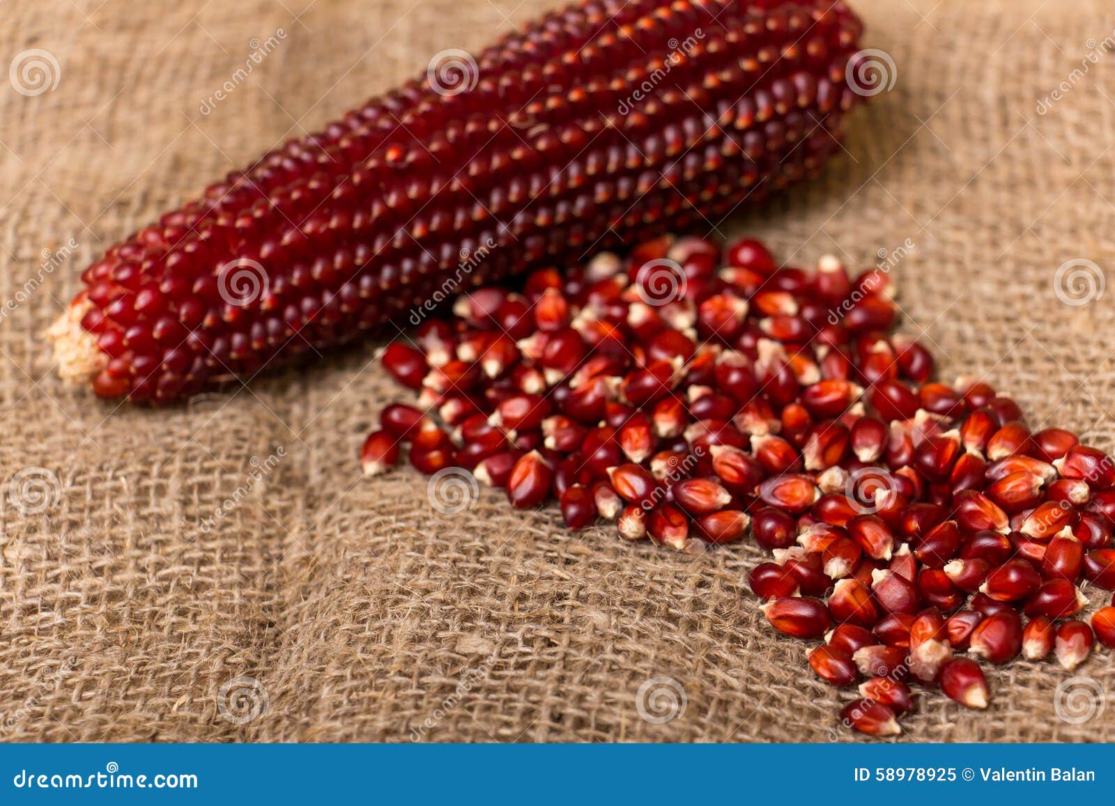 Red corn stock image. Image of eating, maize, organic - 58978925