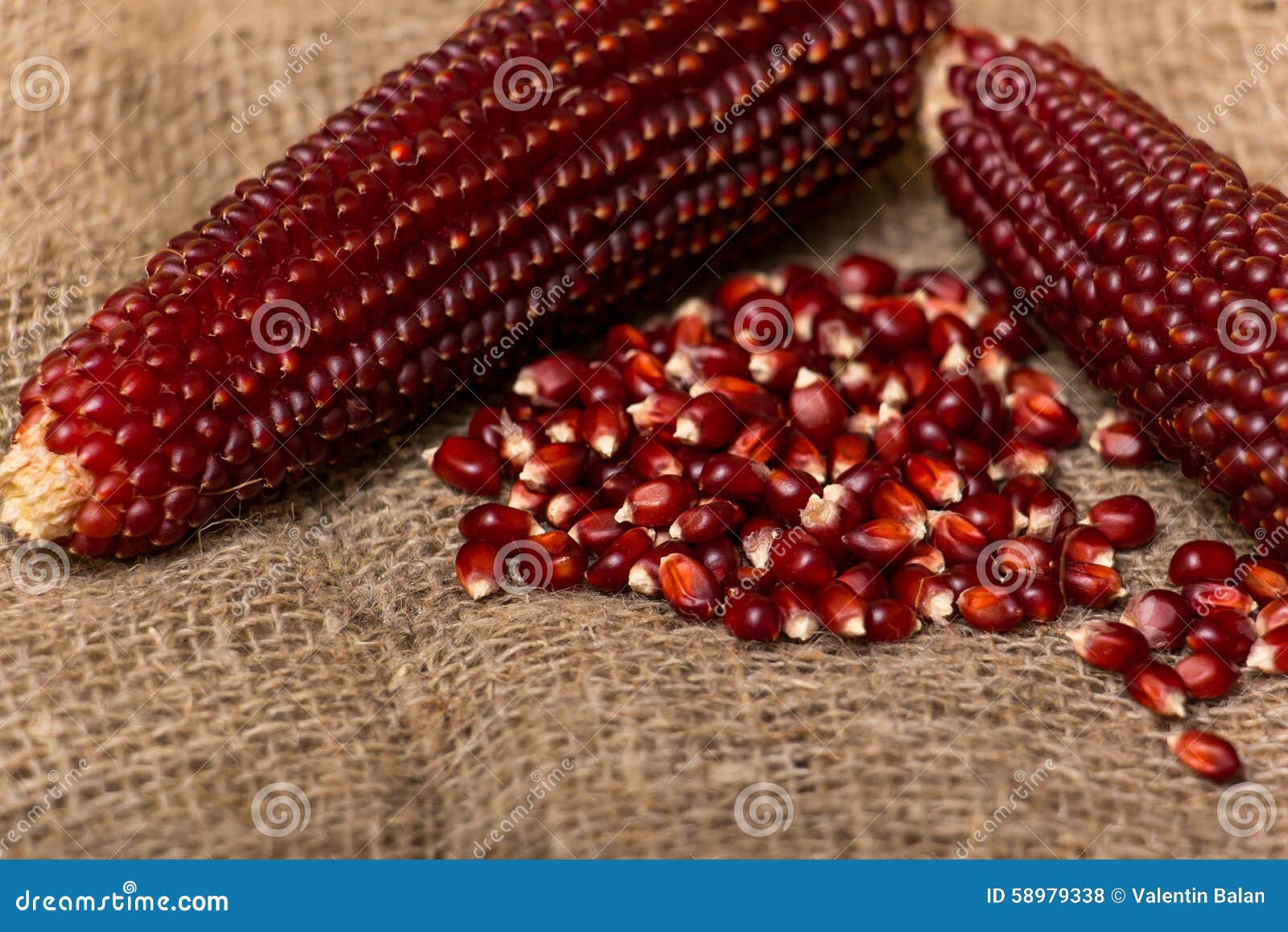Red corn stock photo. Image of ingredient, healthy, food - 58979338