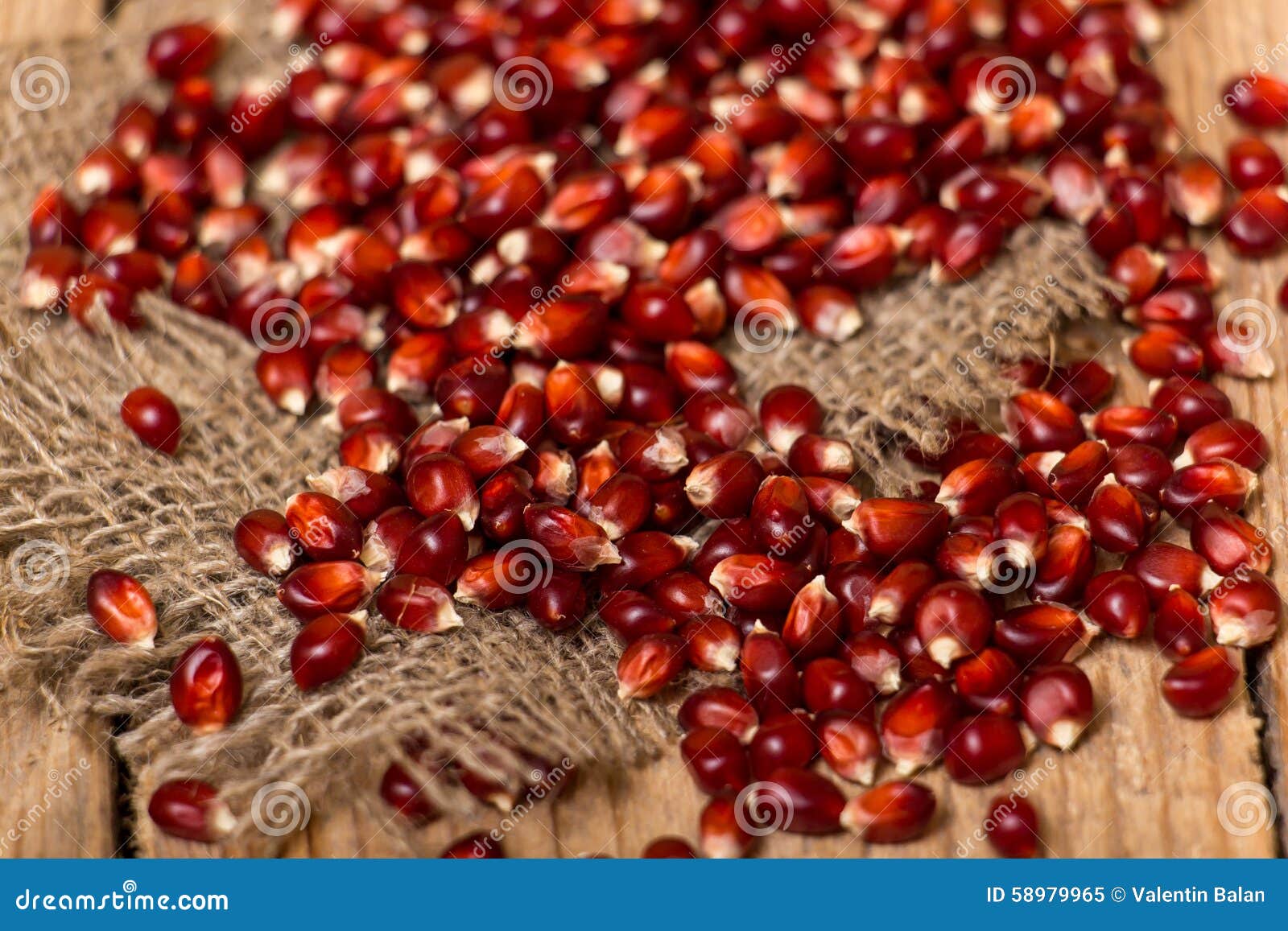 Red corn stock image. Image of color, autumn, plant, farm - 58979965