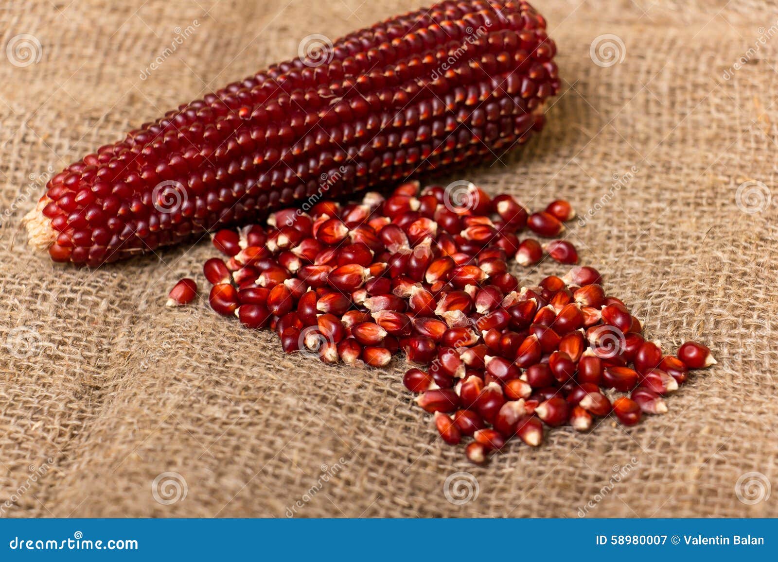 Red corn stock image. Image of nature, husk, health, cereal - 58980007