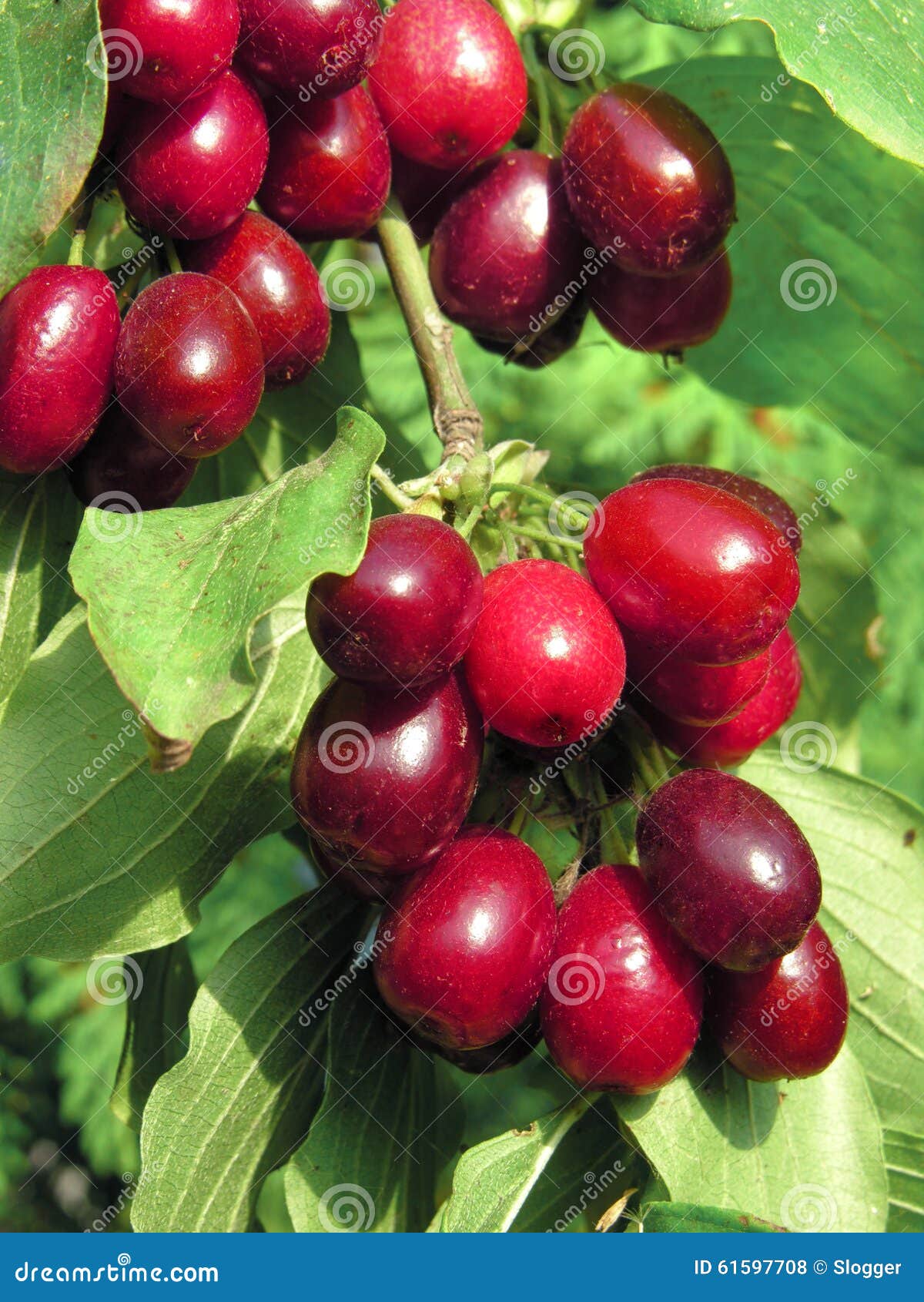 Red Cornelian Cherries on the Branch Stock Photo - Image of fresh ...