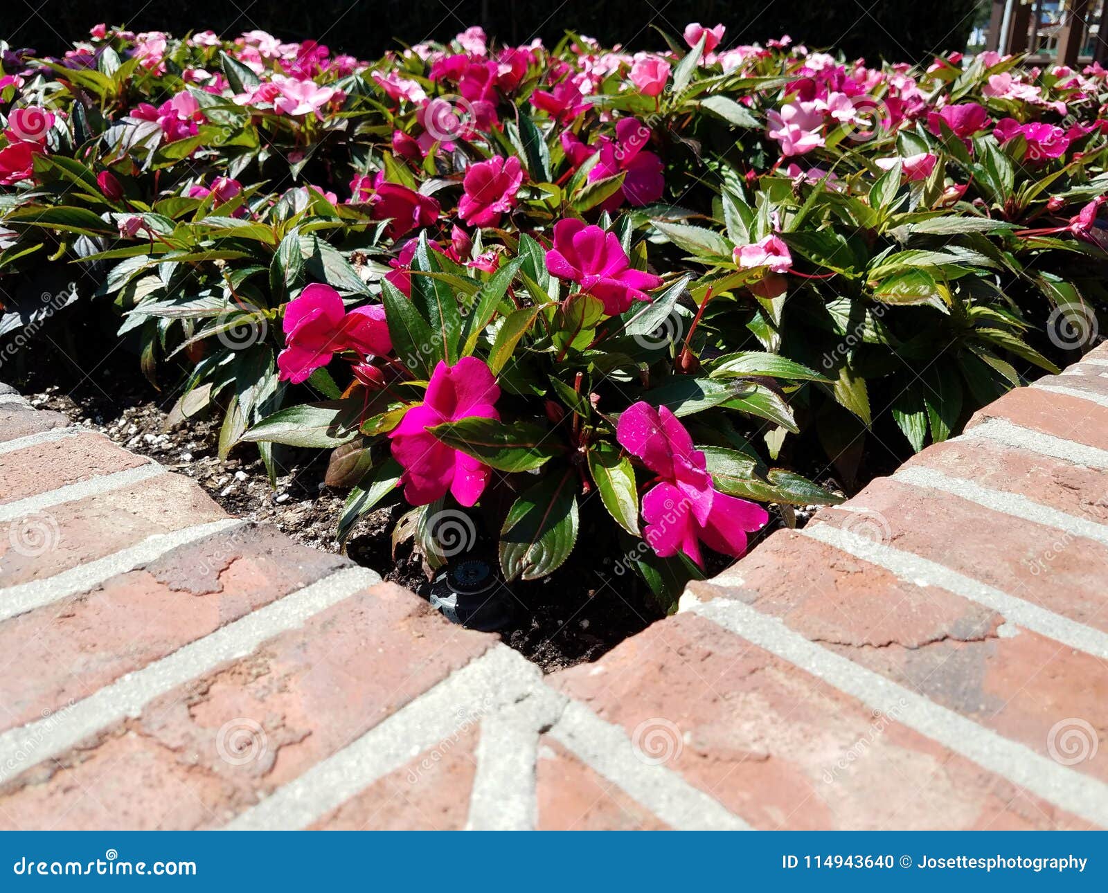 Red corner flower stock photo. Image of flower, florida - 114943640