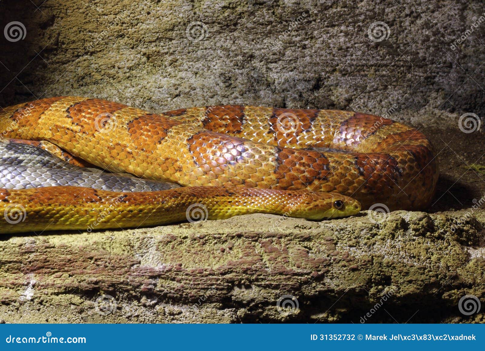 Two Red Cornsnake Stock Photo | CartoonDealer.com #32430360