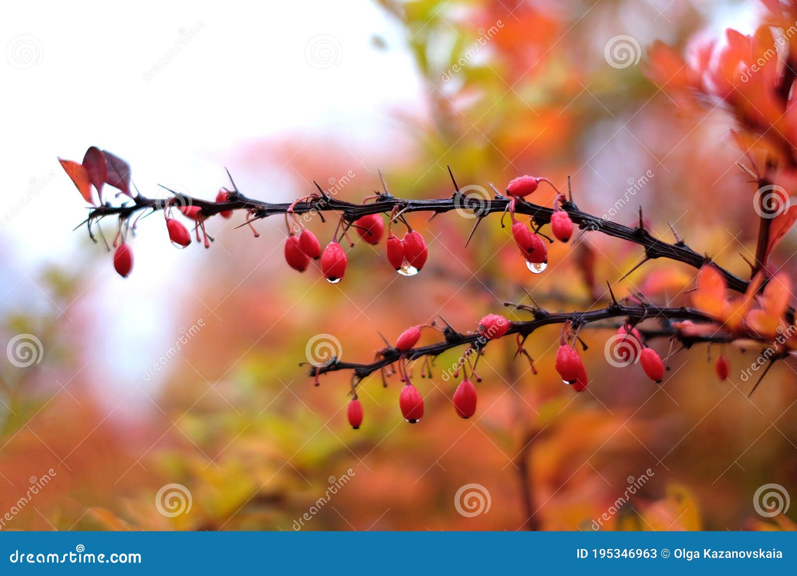 Red Cornus Mas Berry on Tree Branch Stock Image - Image of defocus ...
