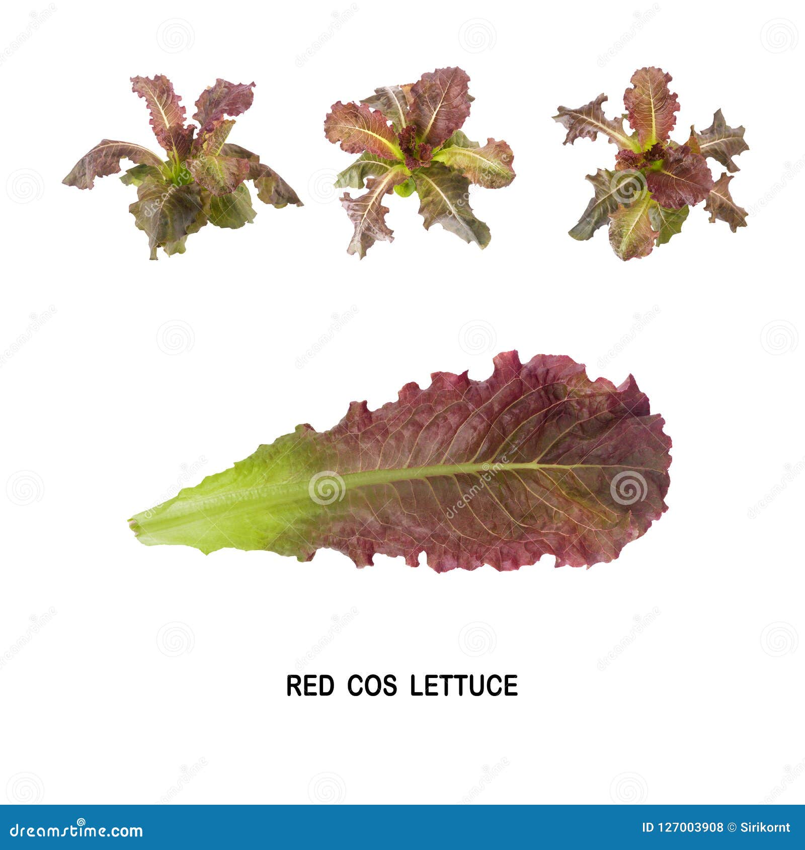 RED COS Leaf Salad Isolated On White Background. Stock Photo - Image of ...
