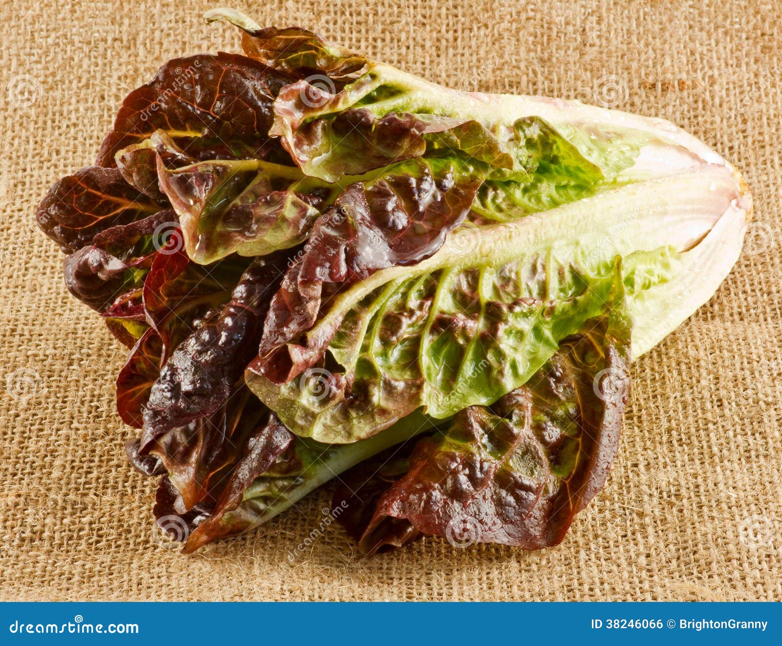 Red cos lettuce stock photo. Image of diet, eating, health - 38246066