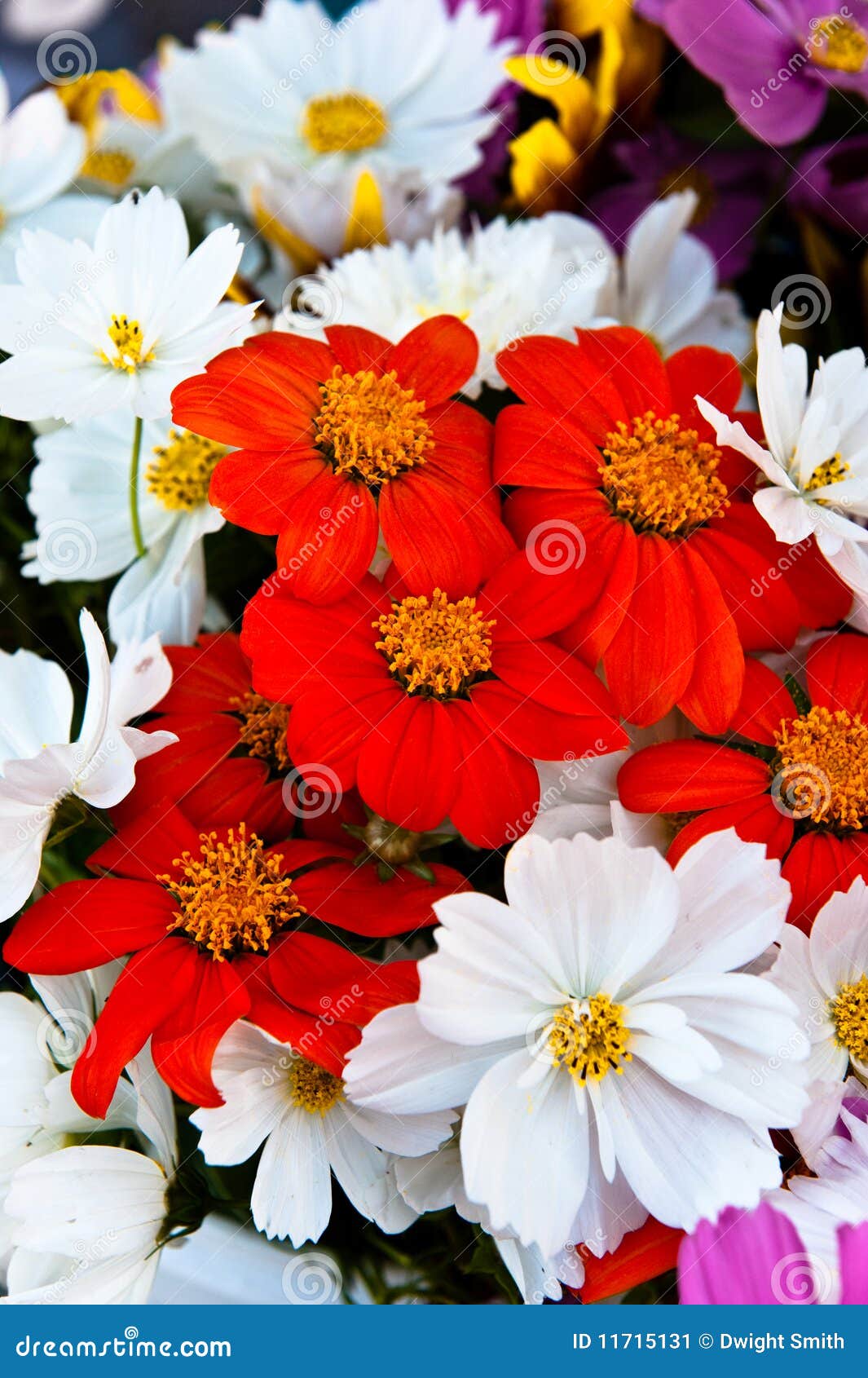 Red Cosmos stock image. Image of gardens, happy, cosmos - 11715131