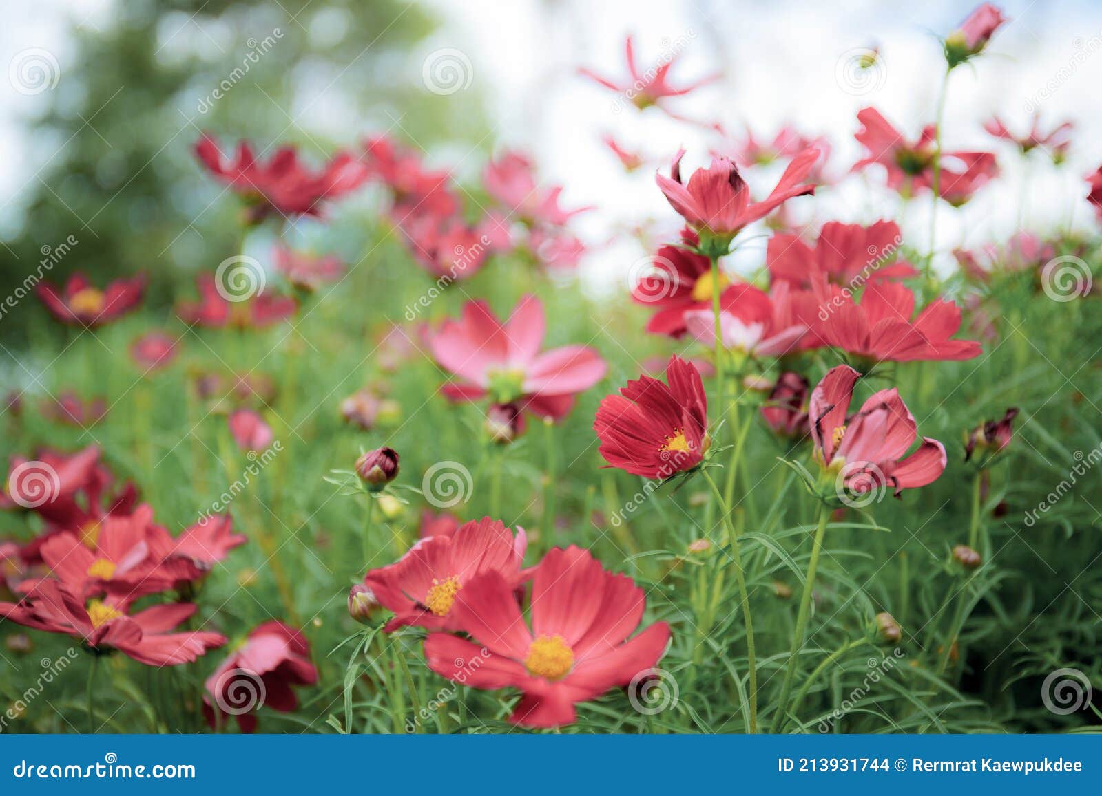 Red of Cosmos Flower in Field Stock Photo - Image of garden, flower ...