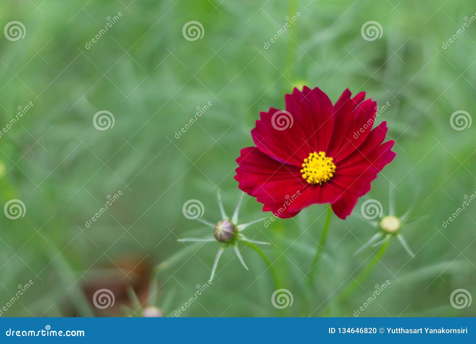 Red Cosmos Flower in Graden Stock Photo - Image of nature, flora: 134646820