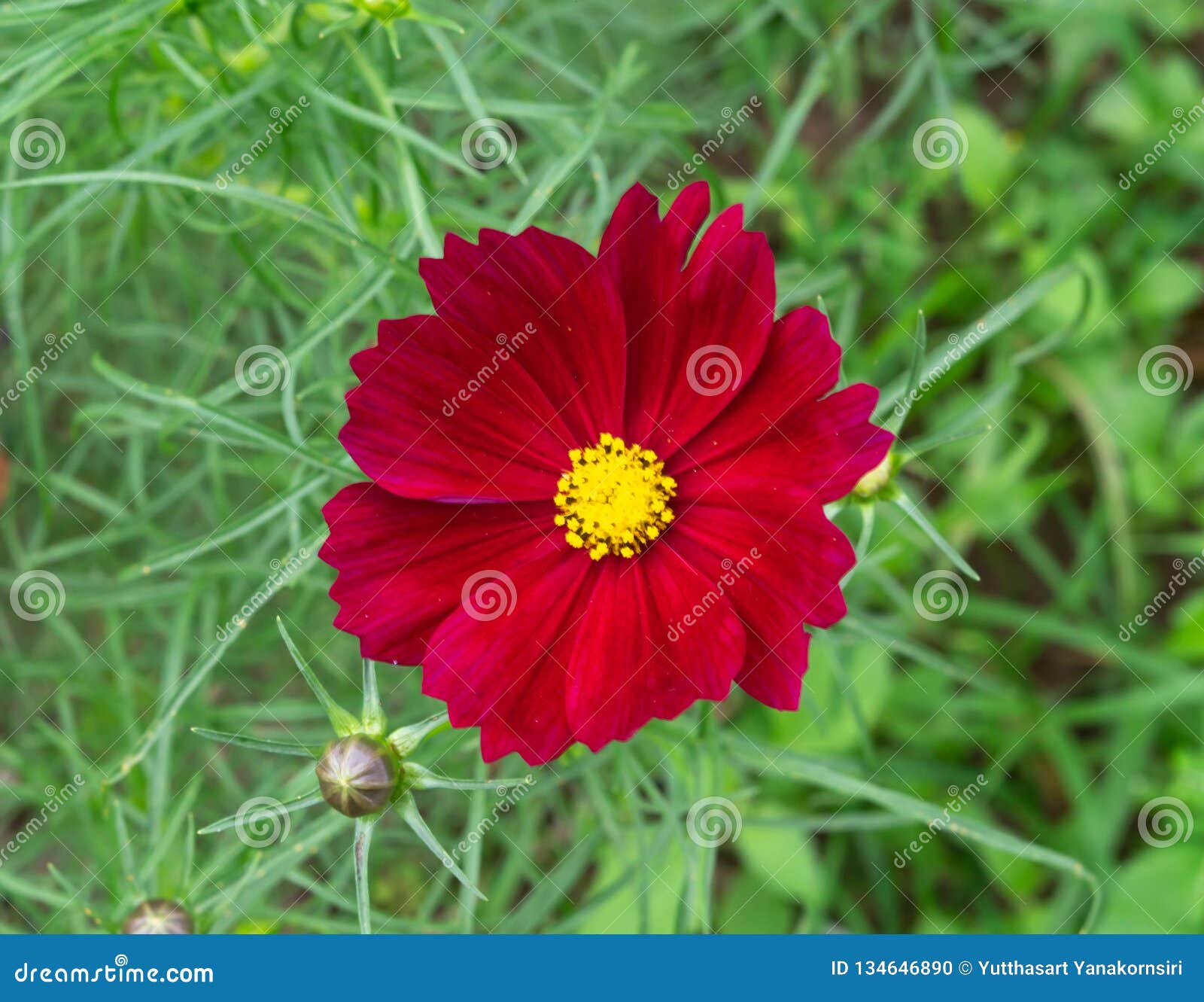 Red Cosmos Flower in Graden Stock Photo - Image of flora, colorful ...
