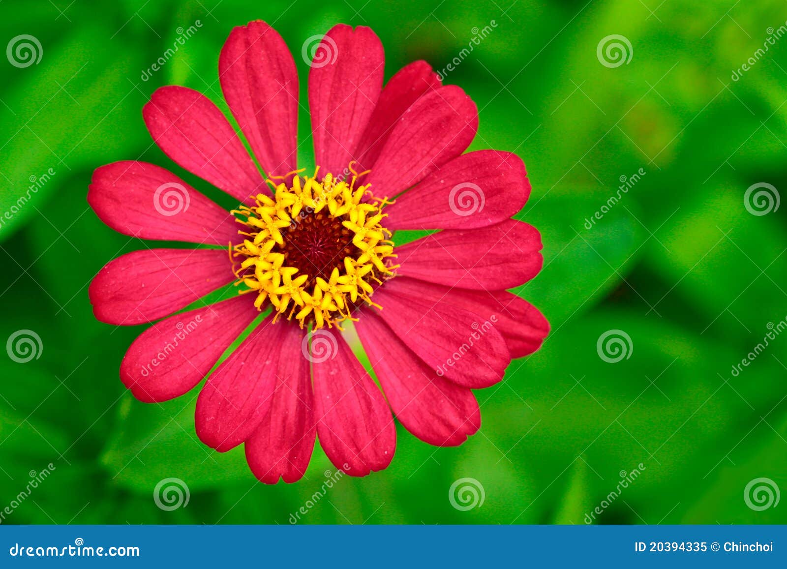 Red Cosmos Flower Top Down View Stock Image - Image of closeup, fresh ...