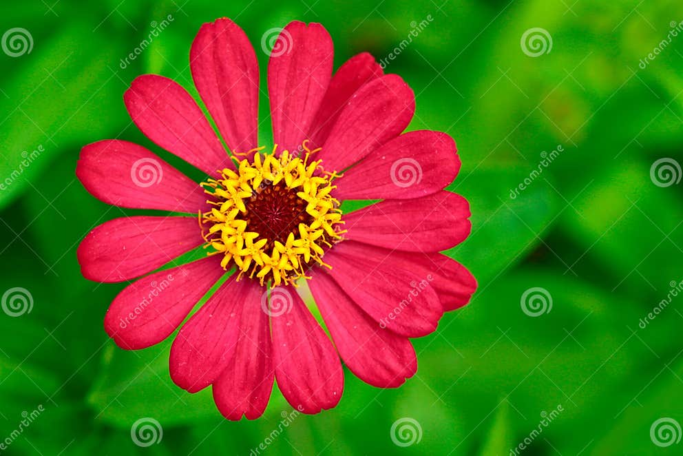 Red Cosmos Flower Top Down View Stock Image - Image of closeup, fresh ...
