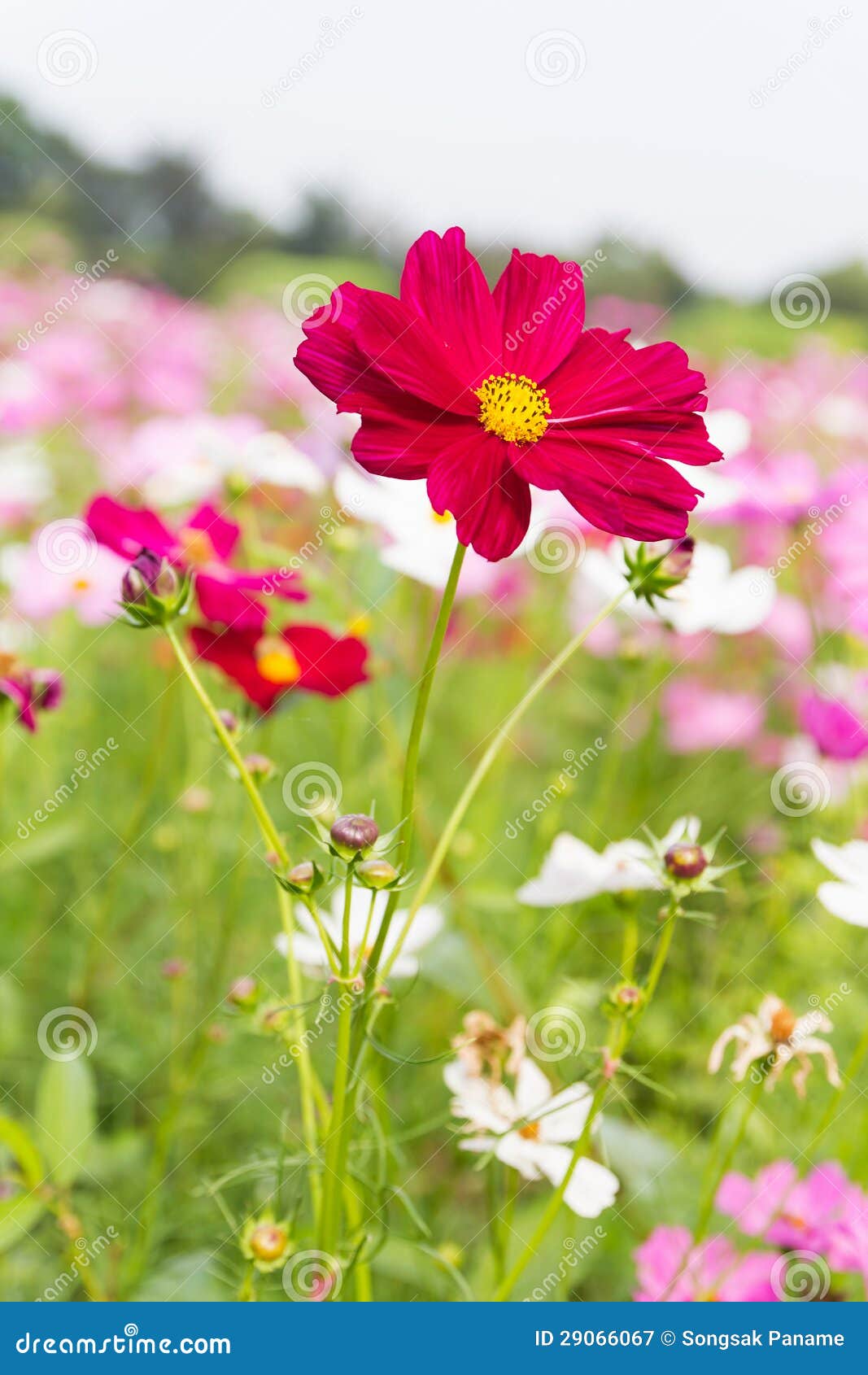 Red cosmos flowers stock image. Image of flora, colorful - 29066067