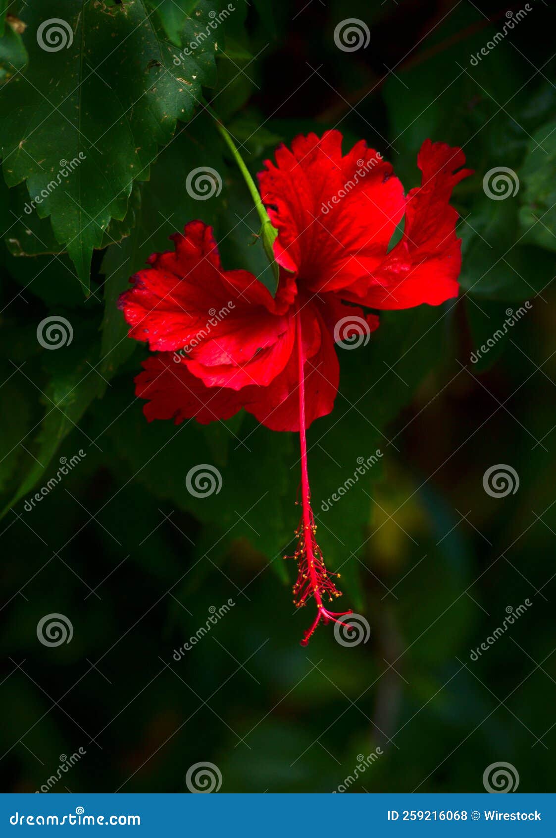 Red Costa Rica flower stock photo. Image of gardening - 259216068