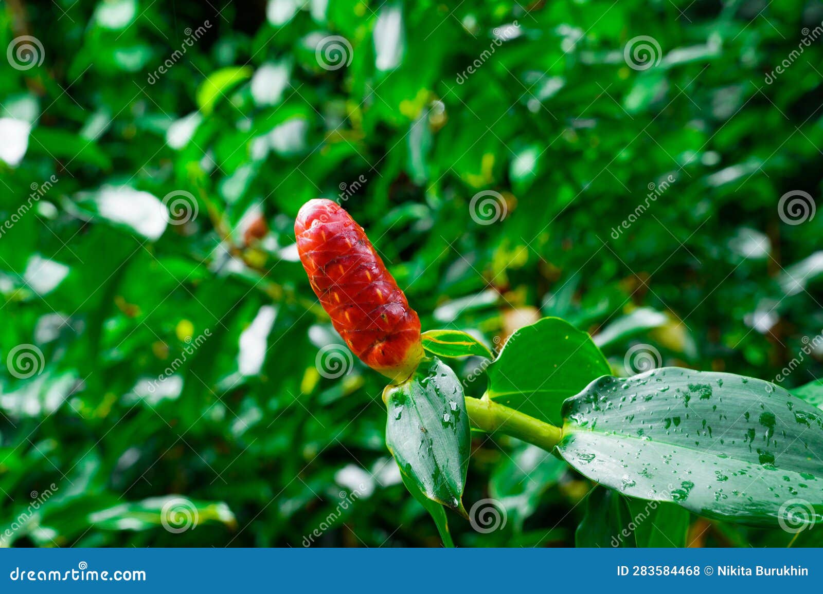 The Red Costus Woodsonii Bud Stock Photo - Image of wildlife, hawaii ...
