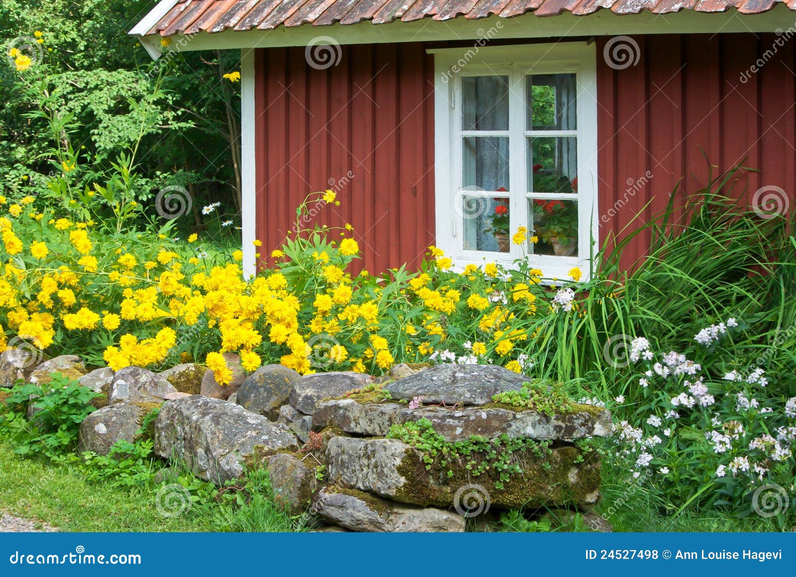 Red cottage stock photo. Image of swedish, flowering - 24527498