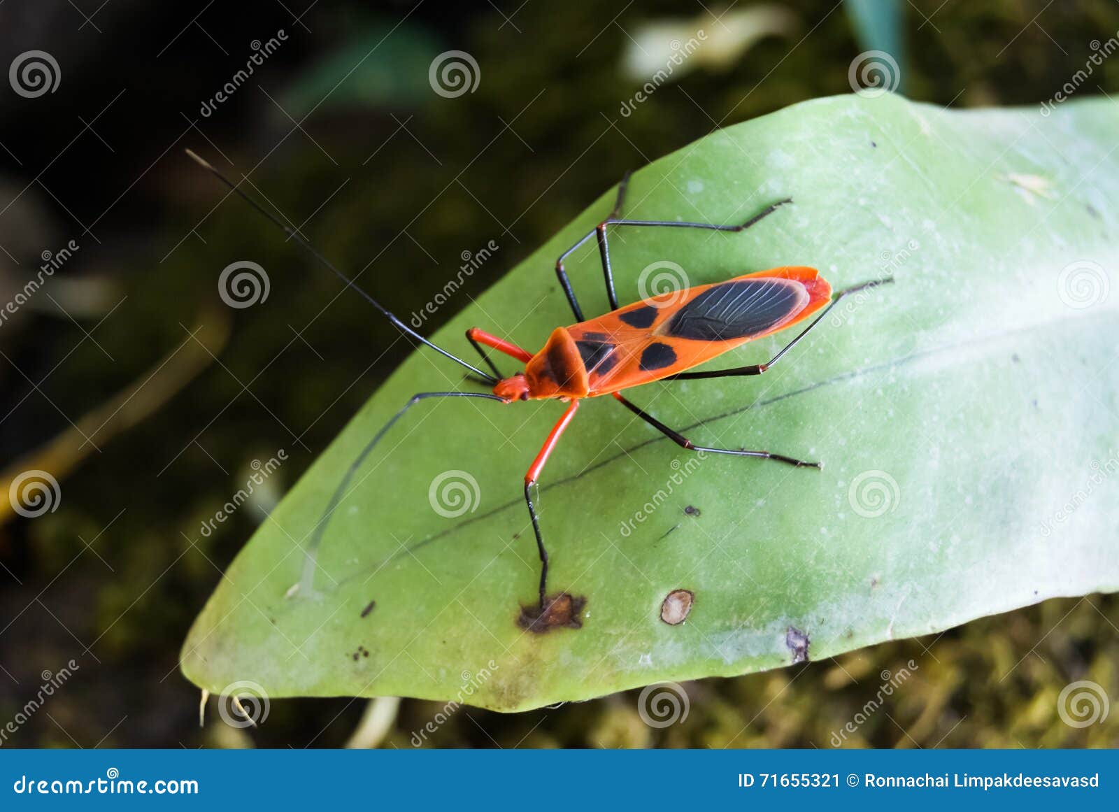 Red Cotton Bug, Cotton Stainer Stock Image - Image of color, micro ...