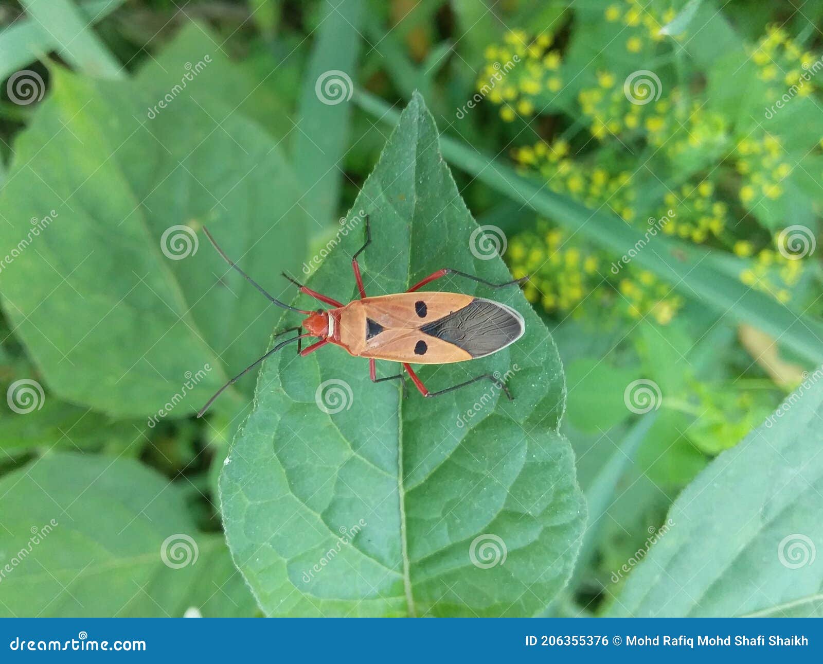 Red Cotton Bug Cotton Stainer Dysdercus Cingulatus Insects. Stock Photo ...