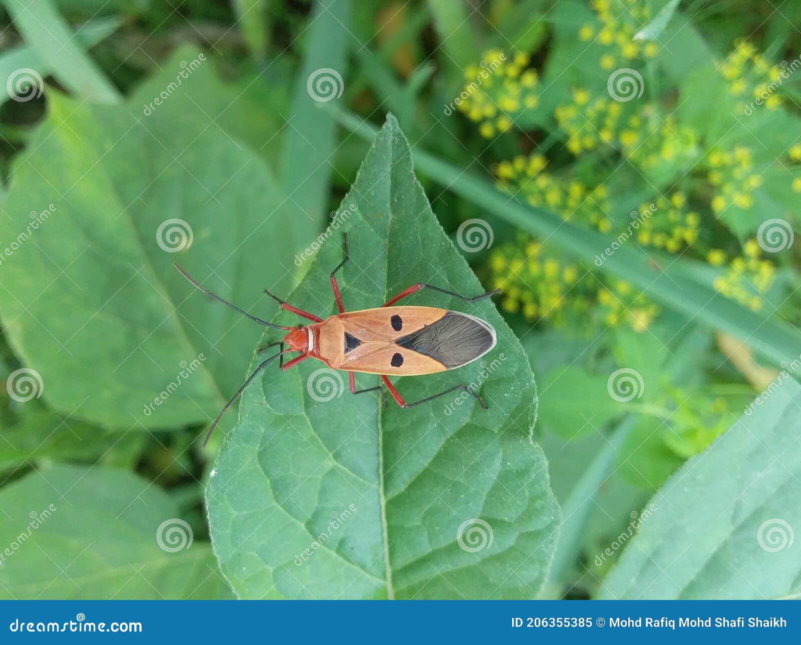 Red Cotton Bug Cotton Stainer Dysdercus Cingulatus Insects. Stock Image ...