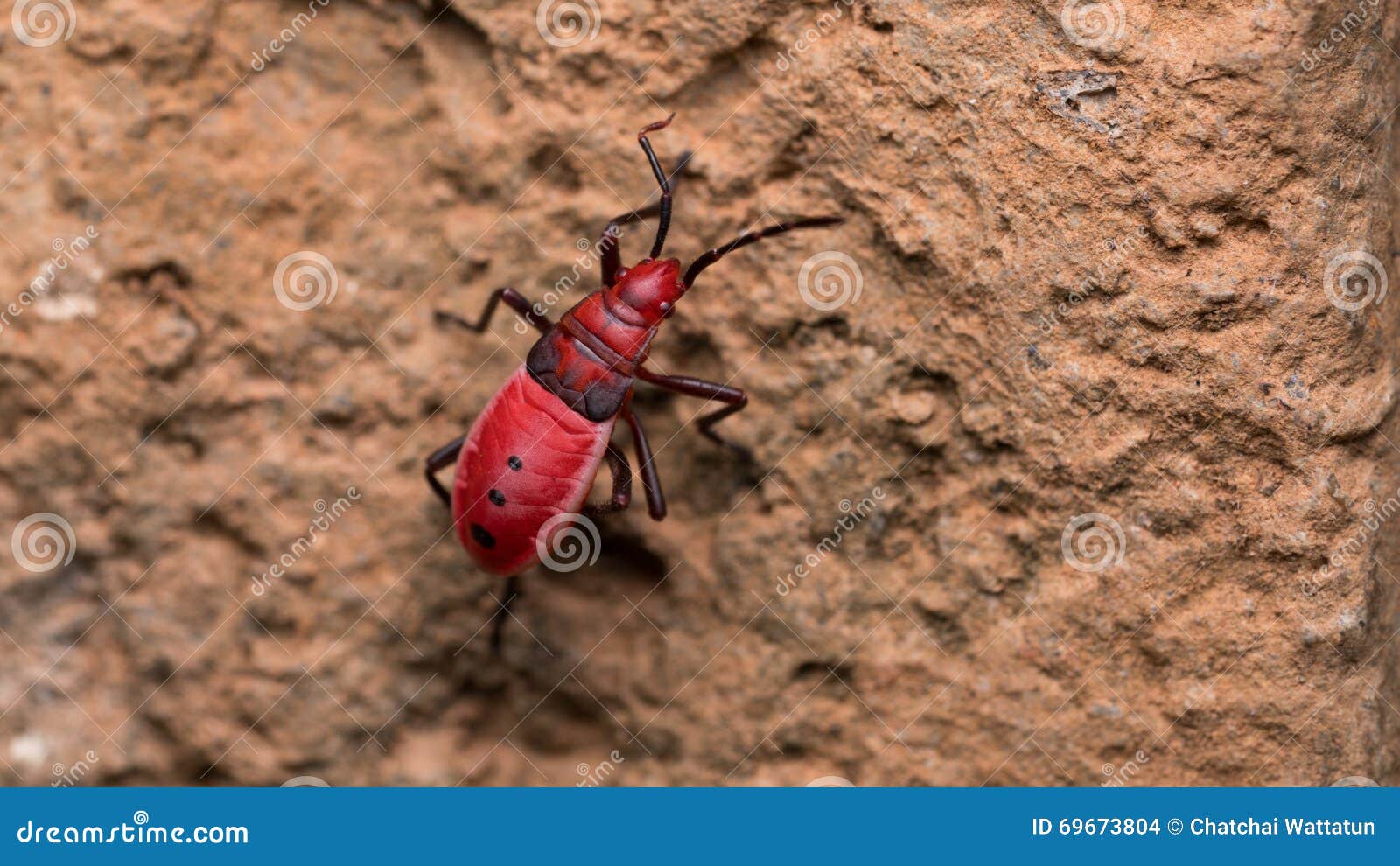 Red Cotton Bug. Cotton Stainer Stock Photo - Image of leaf, cotton ...