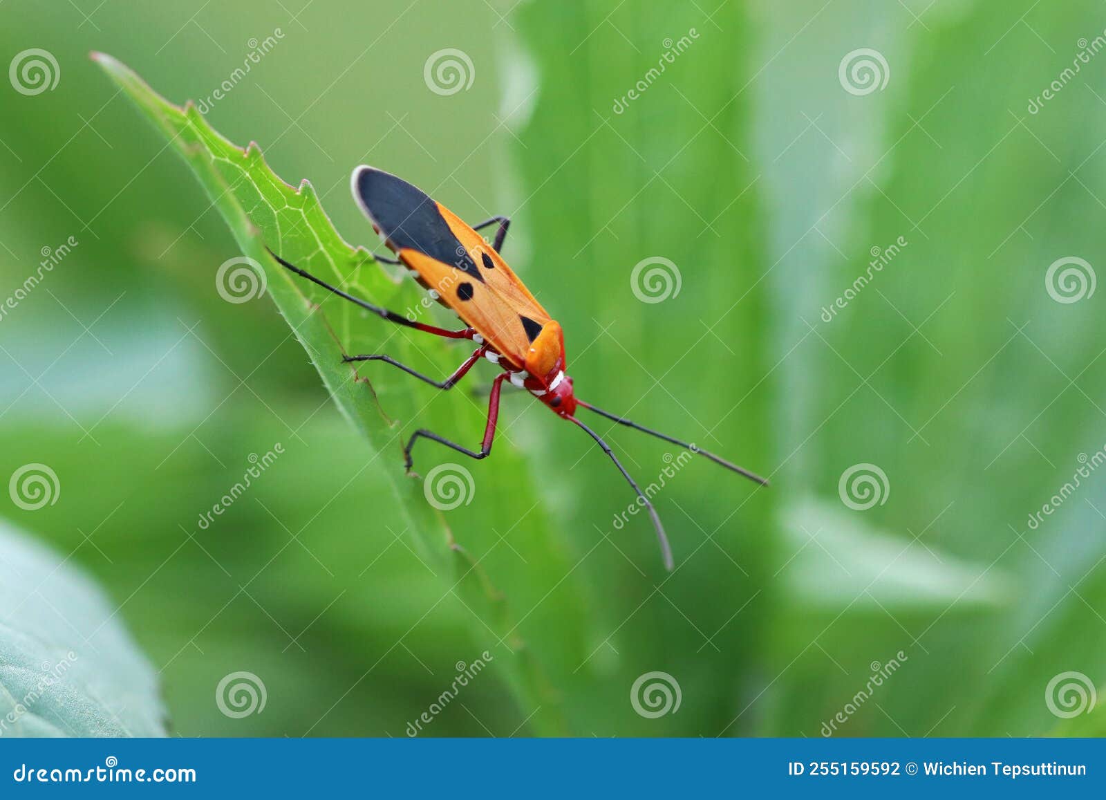 Red Cotton Bug Dysdercus Cingulatus Stock Photo - Image of eyes ...