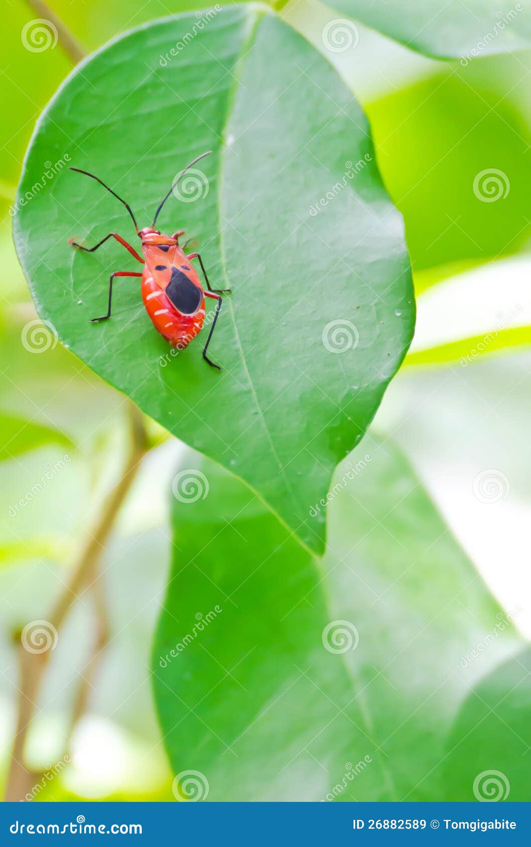 Red Cotton Bug (Dysdercus Cingulatus) Stock Image - Image of insect ...