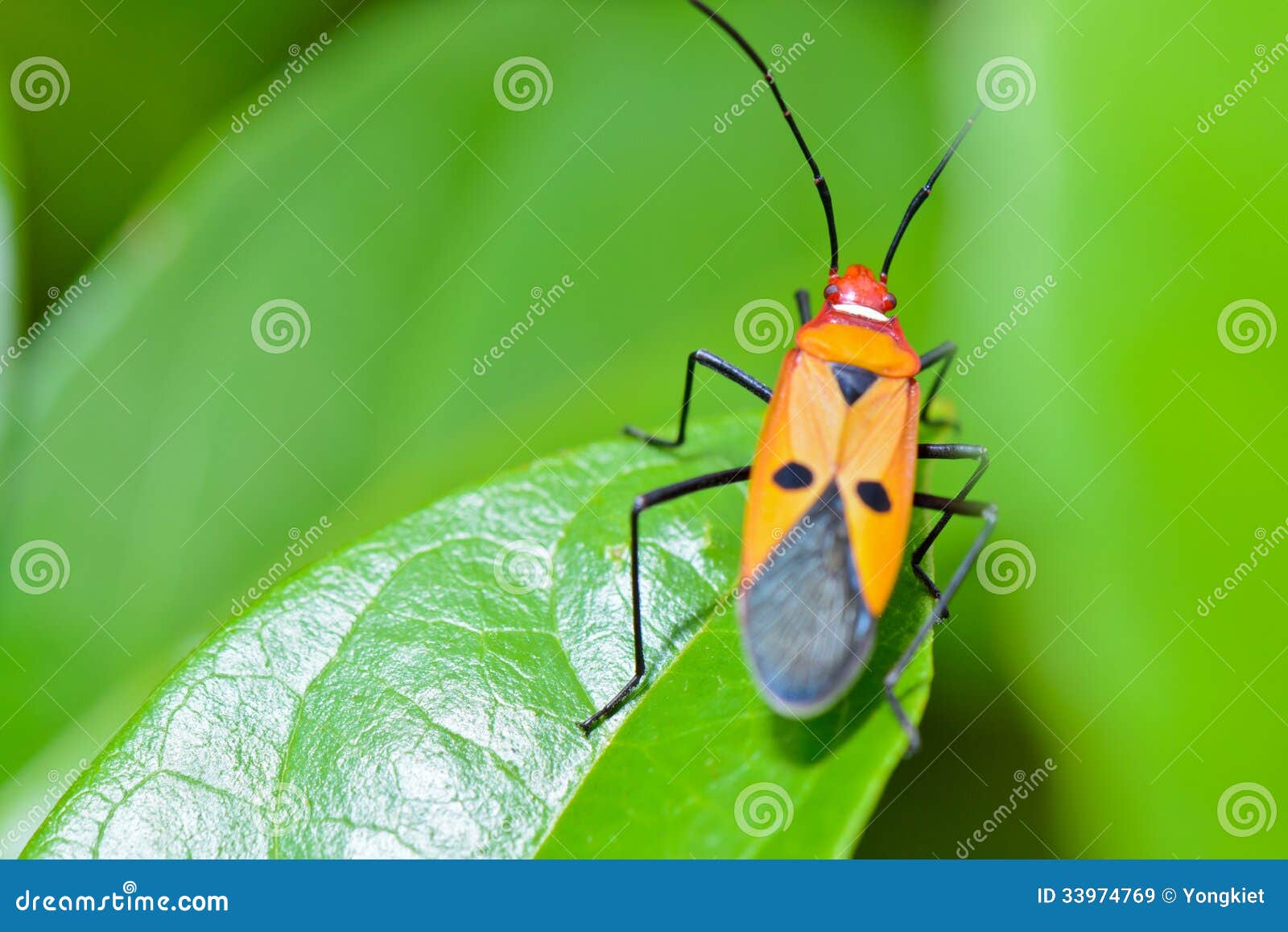 Red Cotton Bug (Dysdercus Cingulatus) Stock Image - Image of close ...