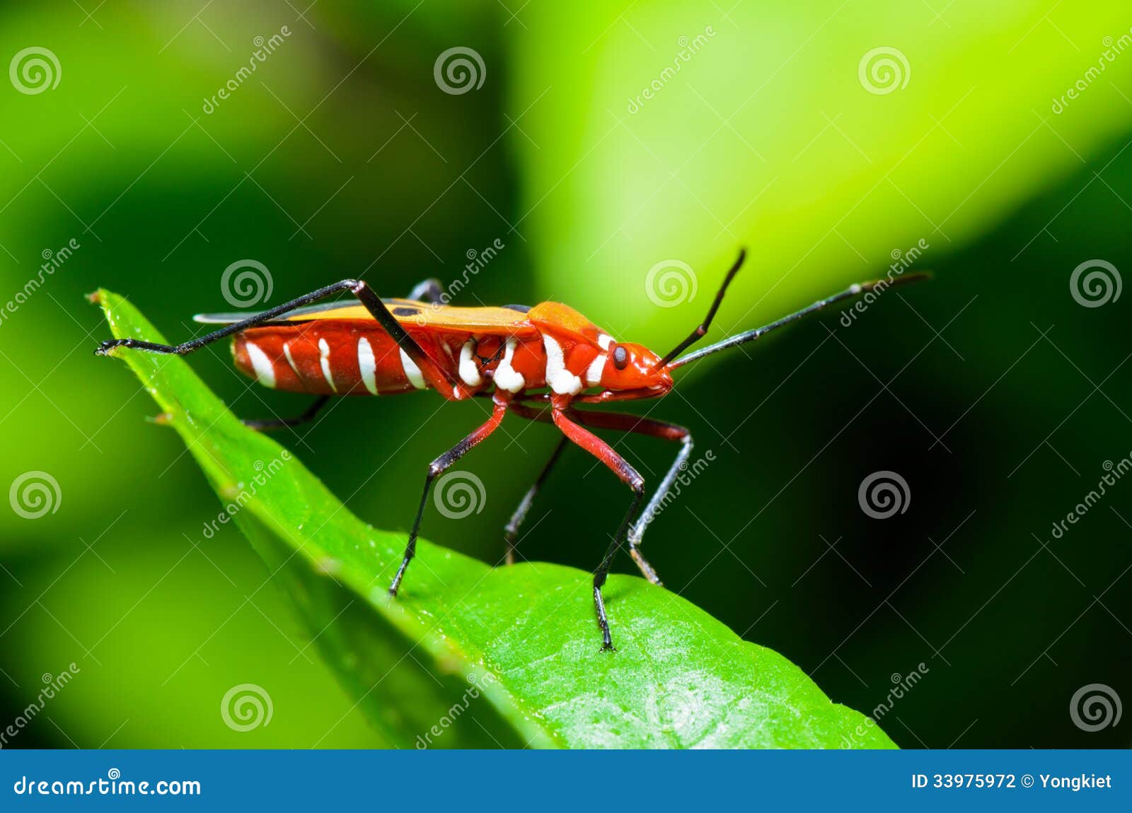 Red Cotton Bug (Dysdercus Cingulatus) Stock Photo - Image of leaf ...