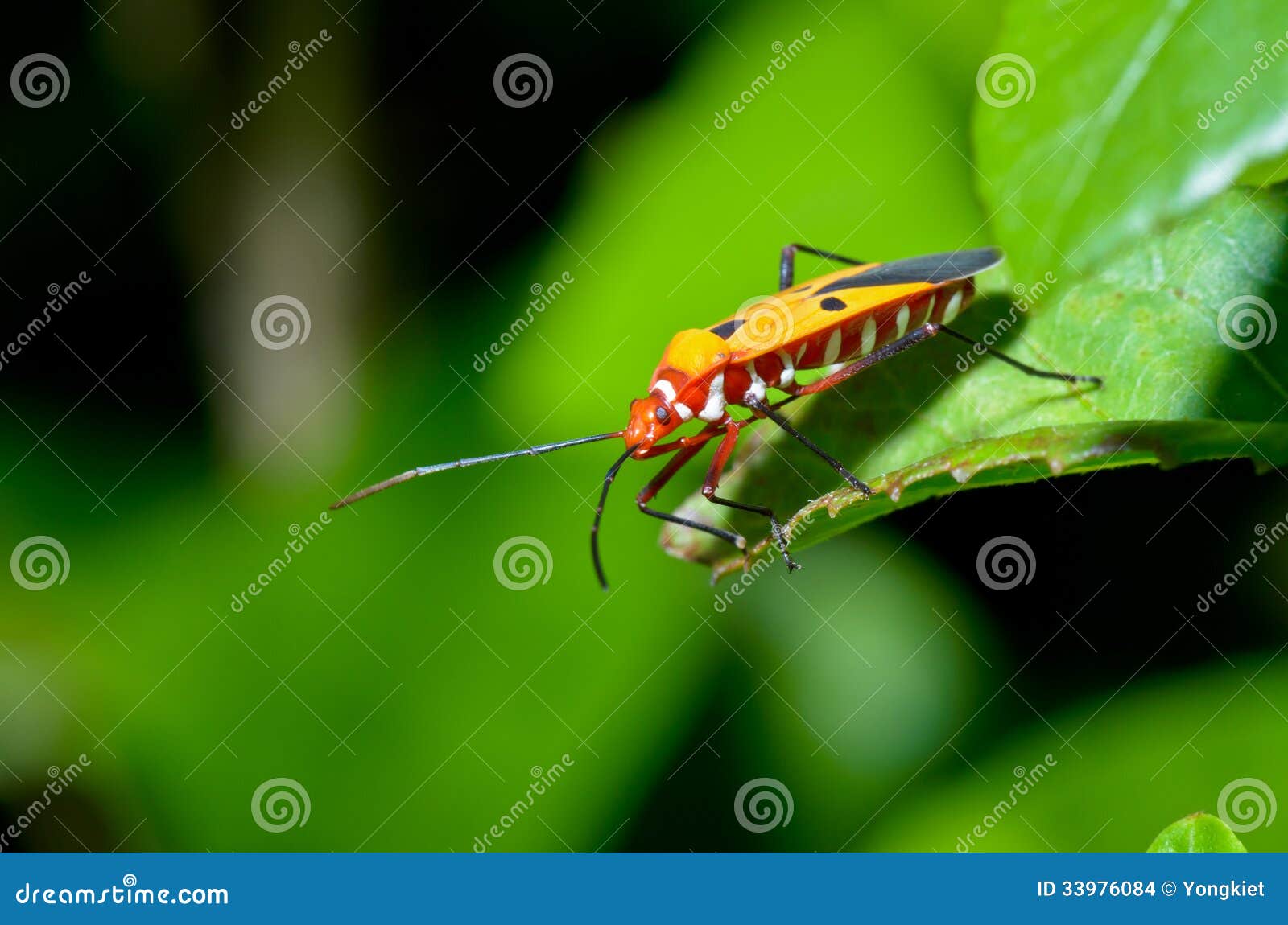Red Cotton Bug (Dysdercus Cingulatus) Stock Photo - Image of colorful ...