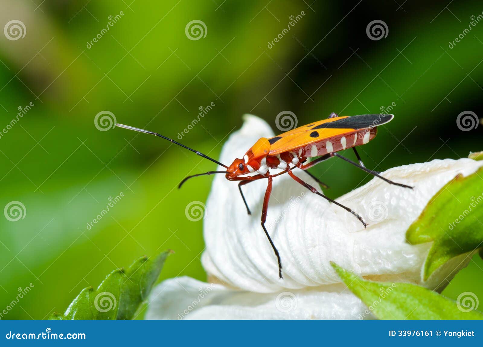 Red Cotton Bug (Dysdercus Cingulatus) Stock Image - Image of detail ...