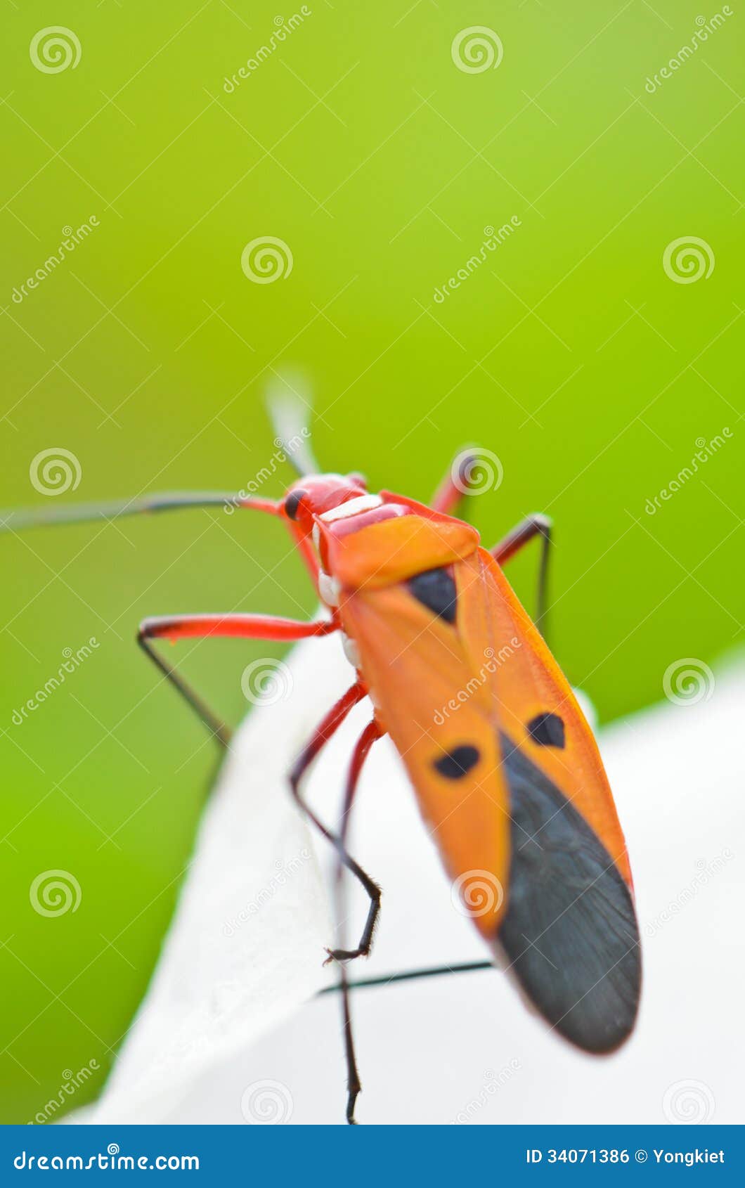 Red Cotton Bug (Dysdercus Cingulatus) Stock Photo - Image of orange ...