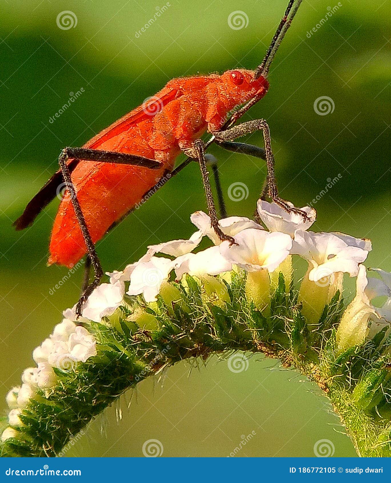 Red Cotton Bug on Flower.longhornbeetle Stock Image - Image of leaf ...