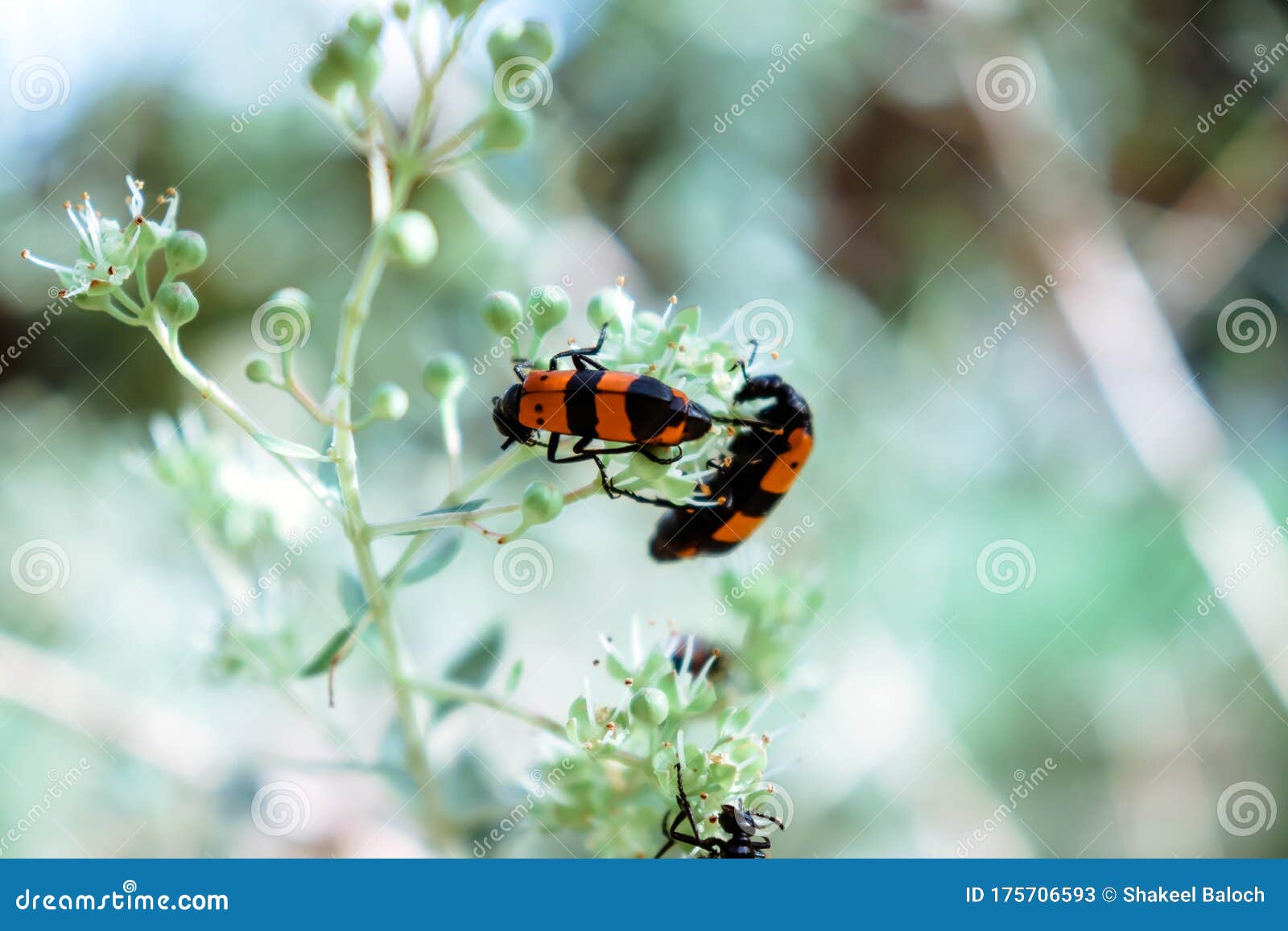 Red Cotton Bug Insect on Plant Leaf Flower Outdoors Park Stock Image ...