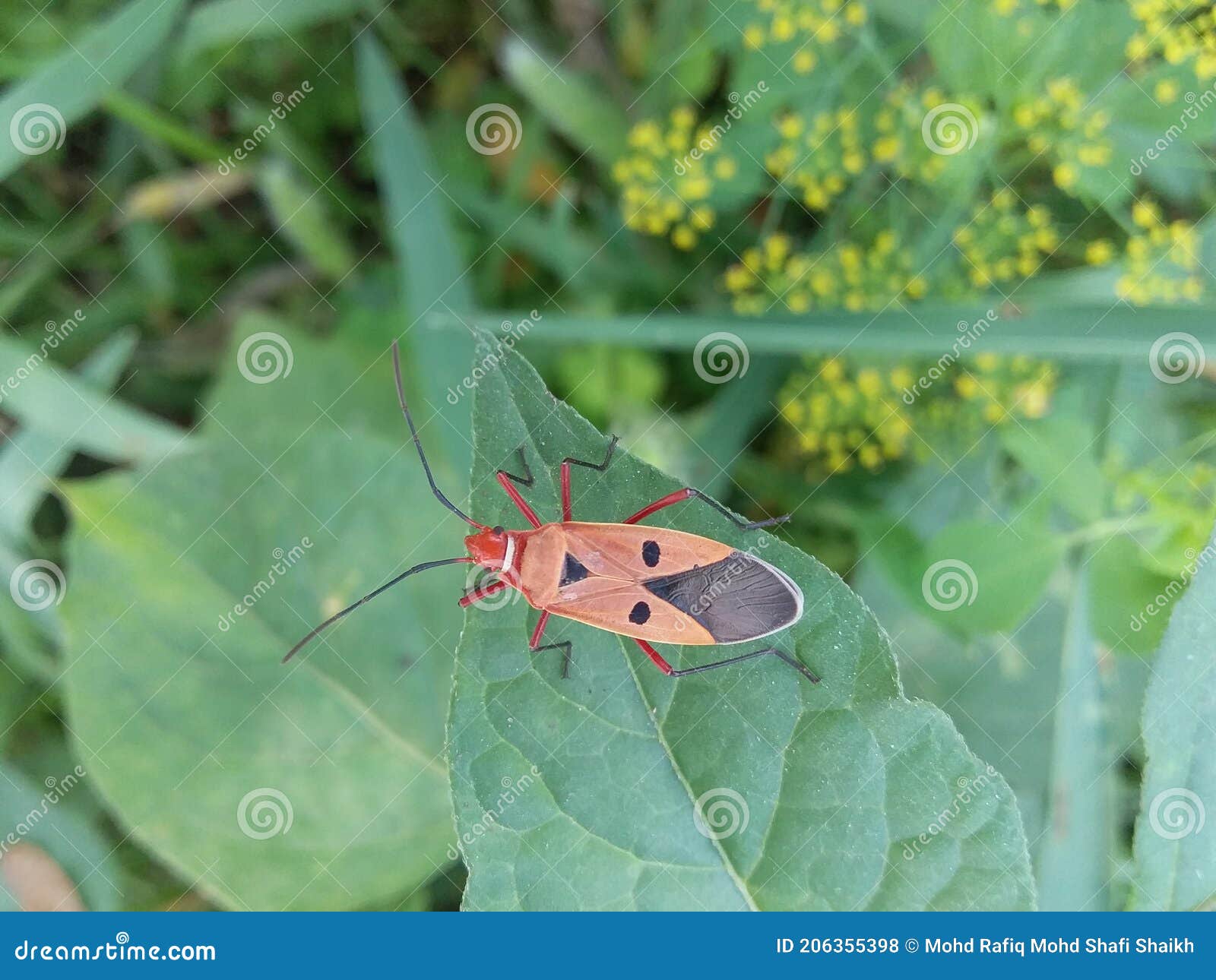Red Cotton Bug Cotton Stainer Dysdercus Cingulatus Insects. Stock Photo ...