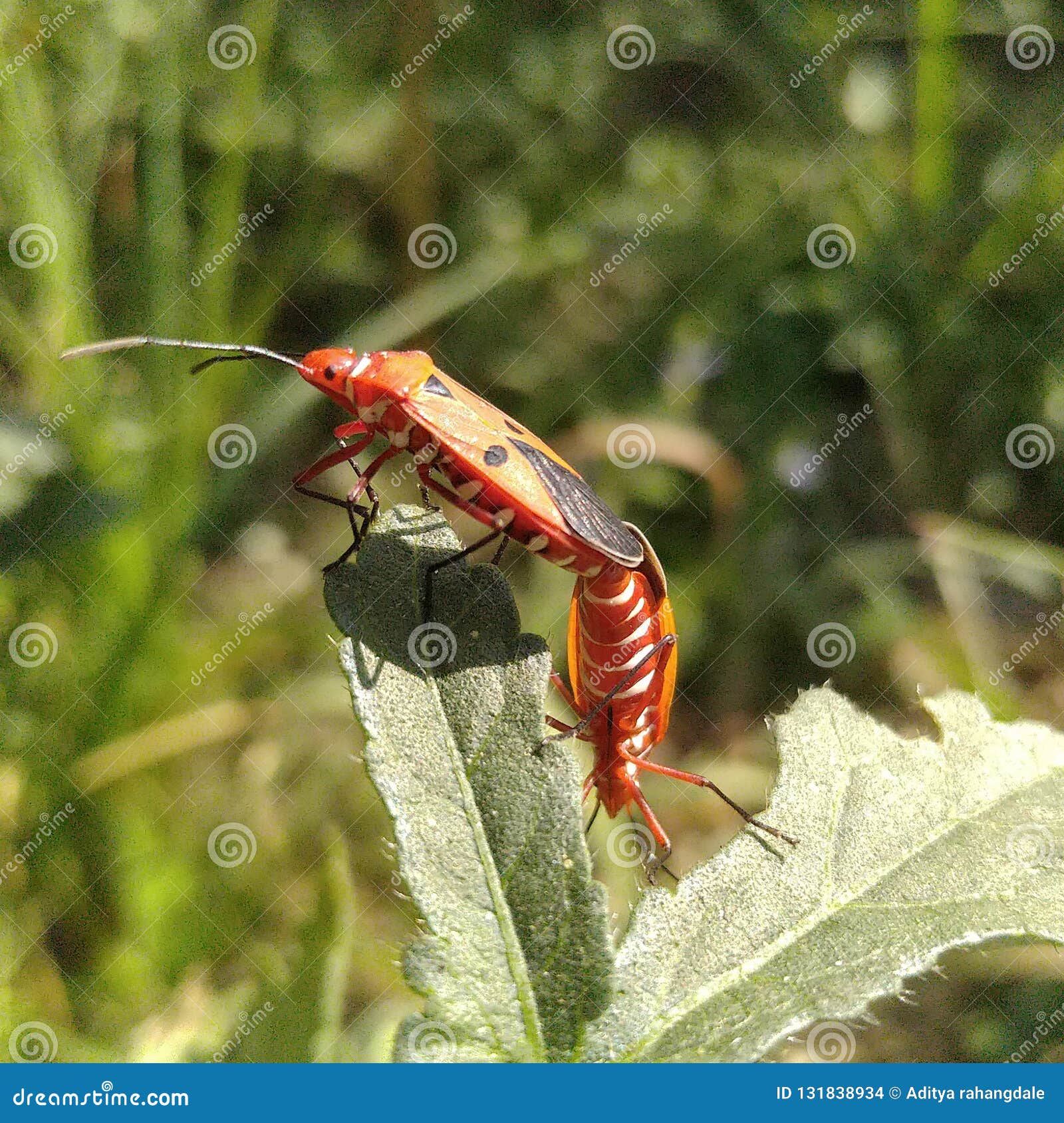 Red cotton stainer bug stock photo. Image of stainer - 131838934