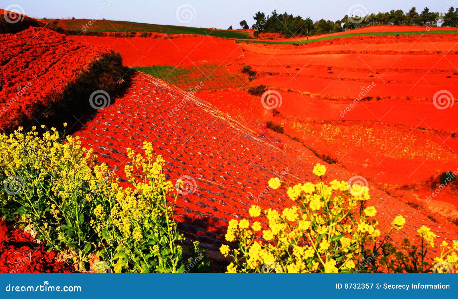 Red countryside fields stock image. Image of outside, flowers - 8732357