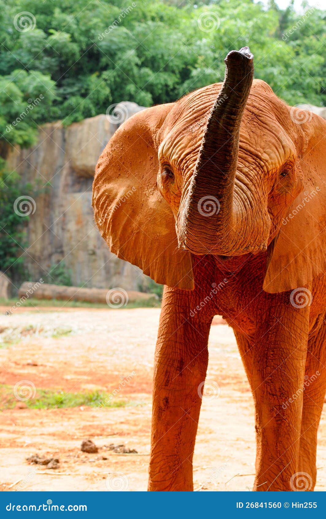 Red Couple African Elephant Stock Photo - Image of animal, african ...
