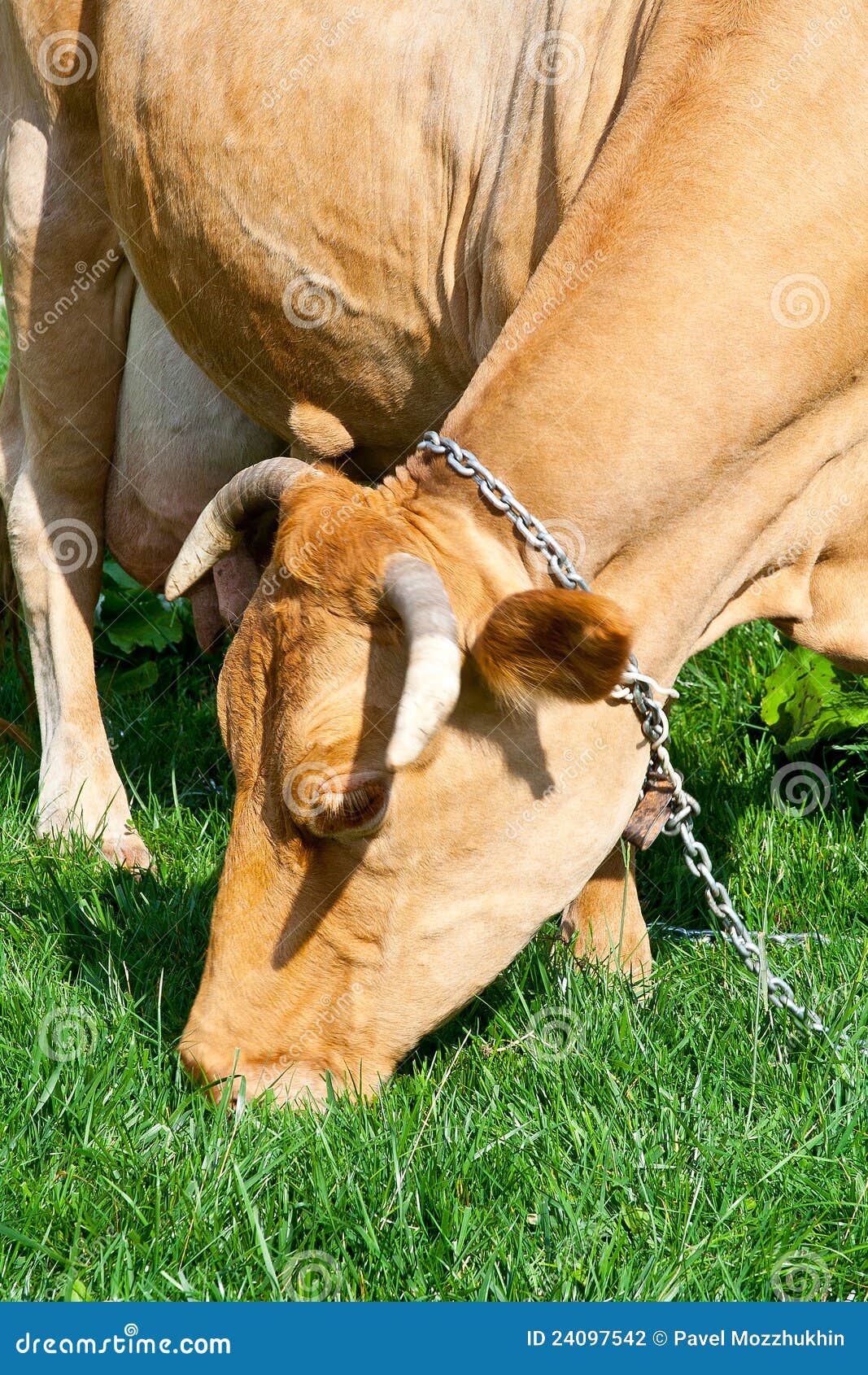 Red cow stock photo. Image of meat, large, cattle, food - 24097542