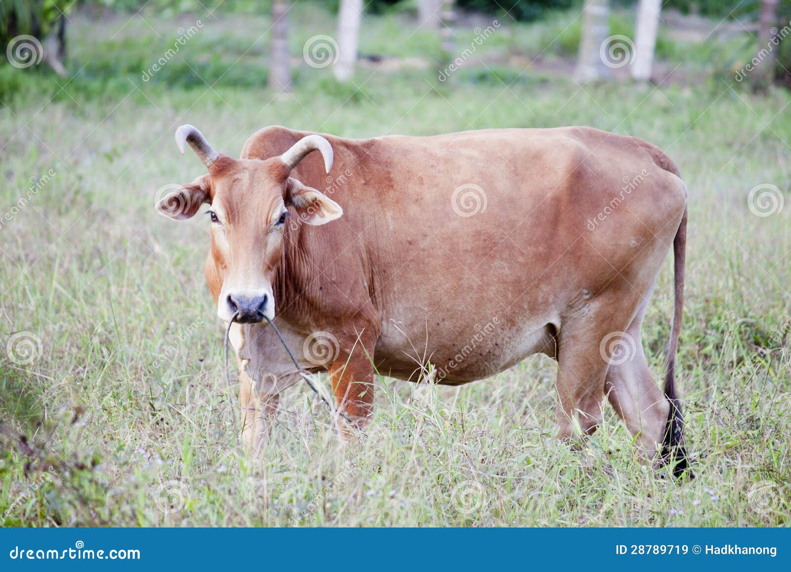 Red cow stock image. Image of grass, agriculture, animal - 28789719
