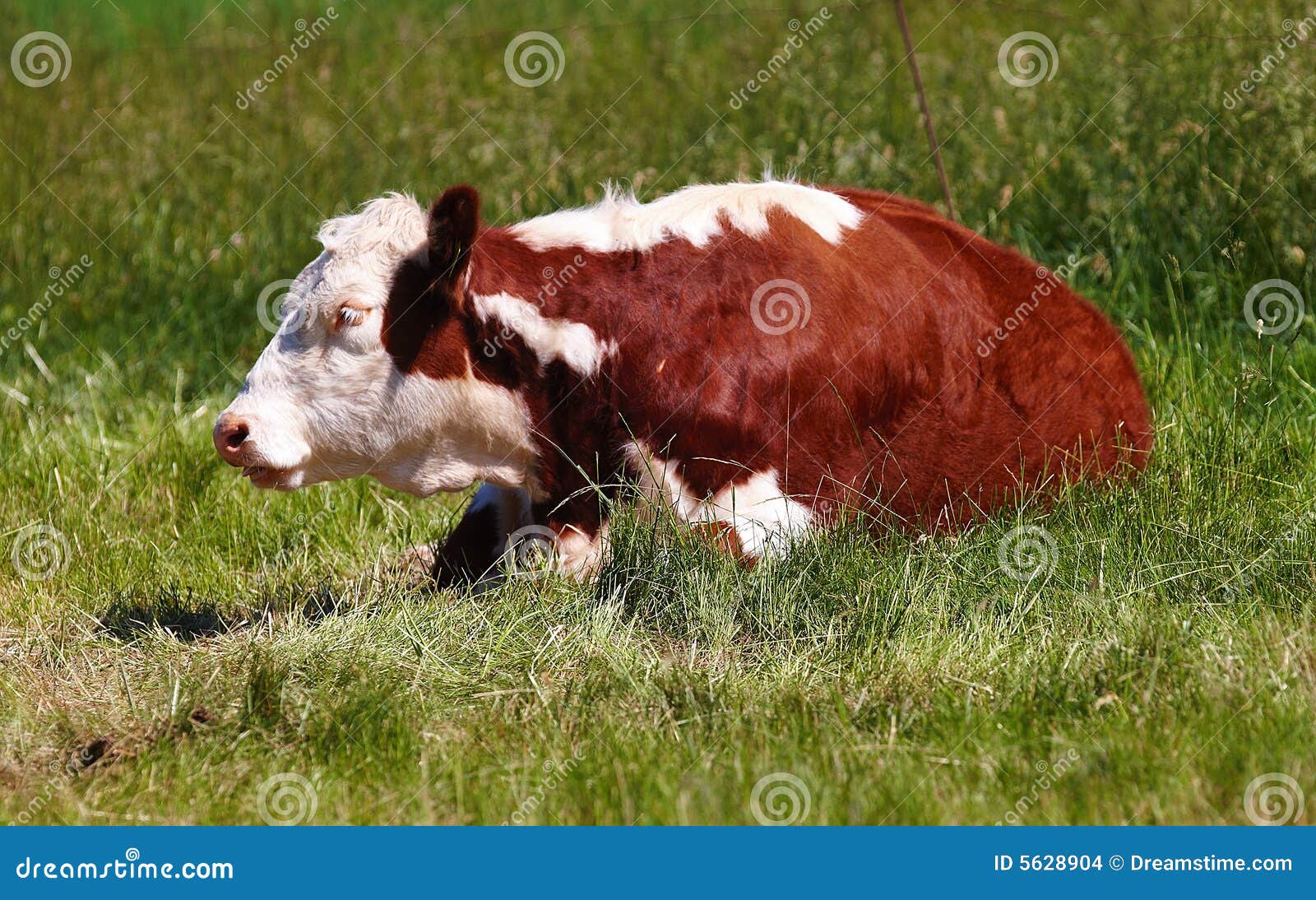 Red Cow Stock Images - Image: 5628904
