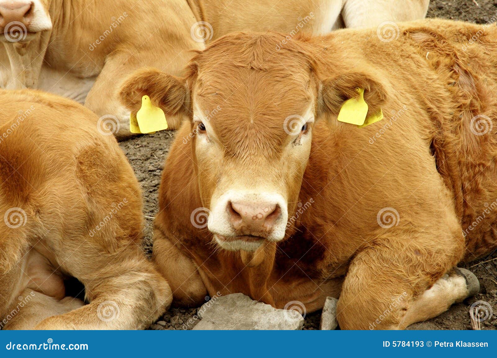 Red Cow stock image. Image of tender, grass, field, sentimental - 5784193