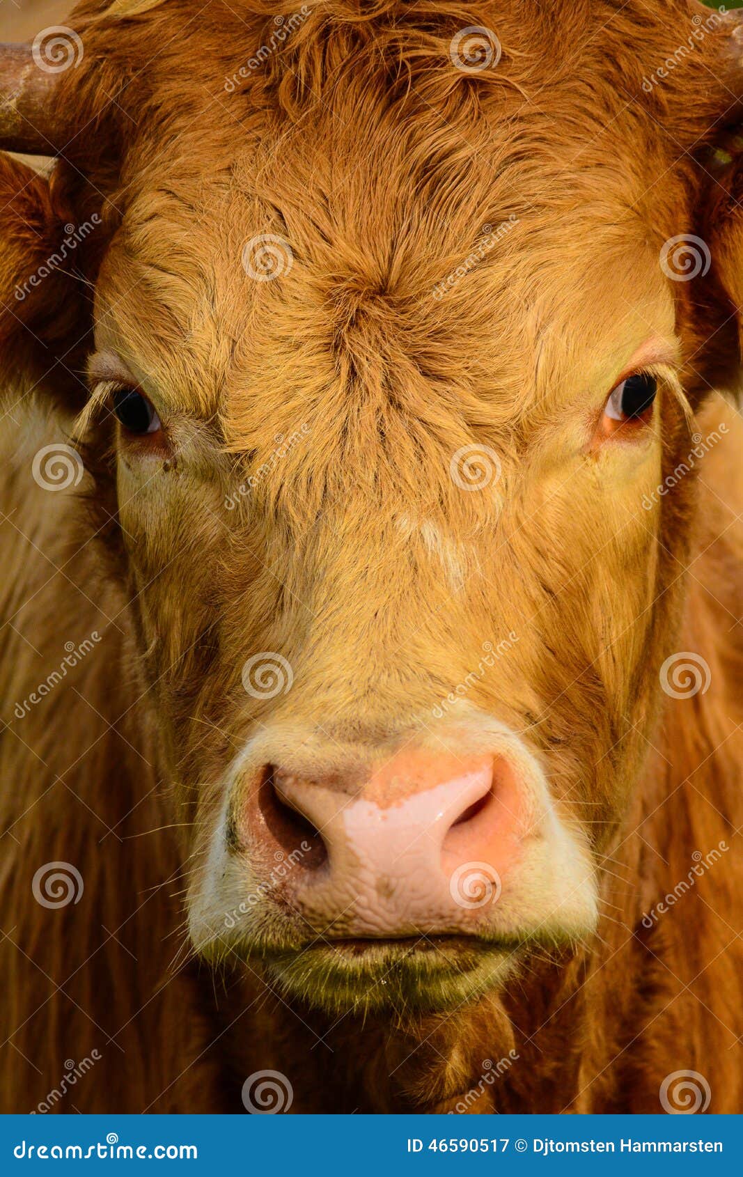 Red cow stock image. Image of grazing, tree, space, field - 46590517